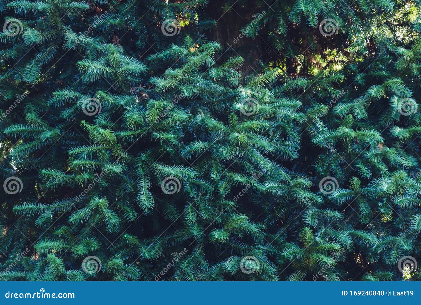 Forrest of Green Pine Trees on Mountainside. Natural Background of Pine ... Forrest of Green Pine Trees on Mountainside. Natural Background of Pine ...