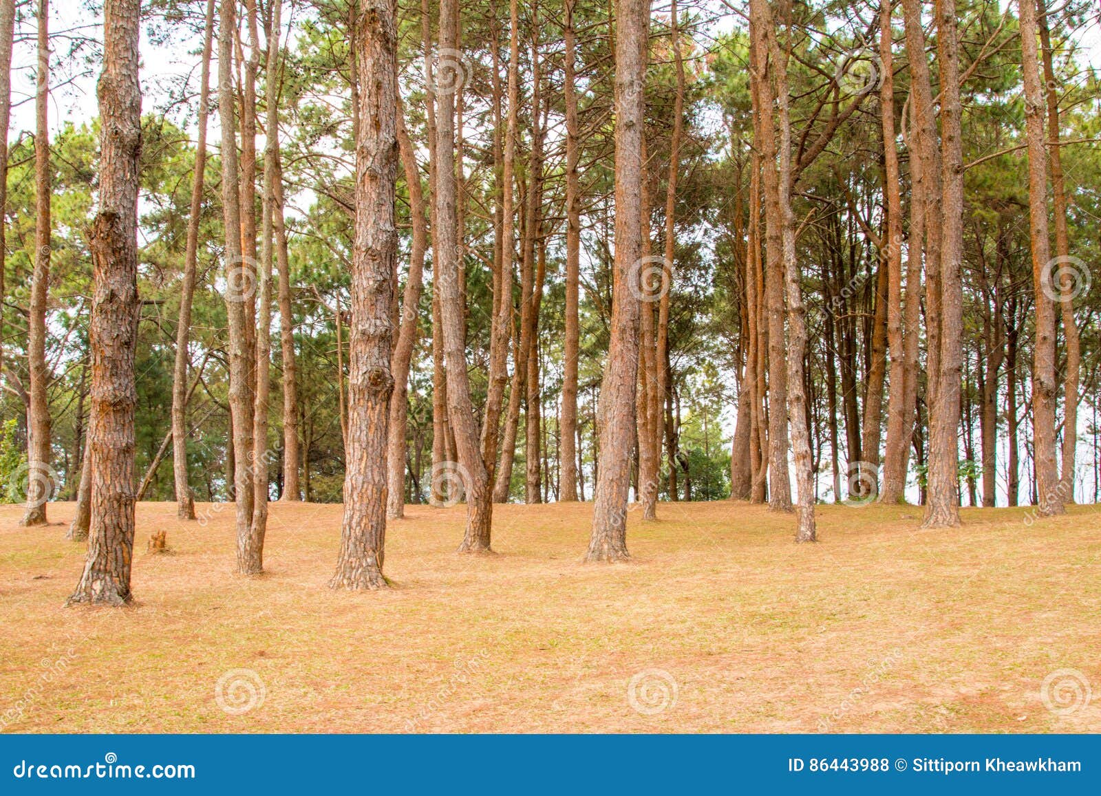 Forrest of Green Pine Trees Stock Photo - Image of nature, heart: 86443988