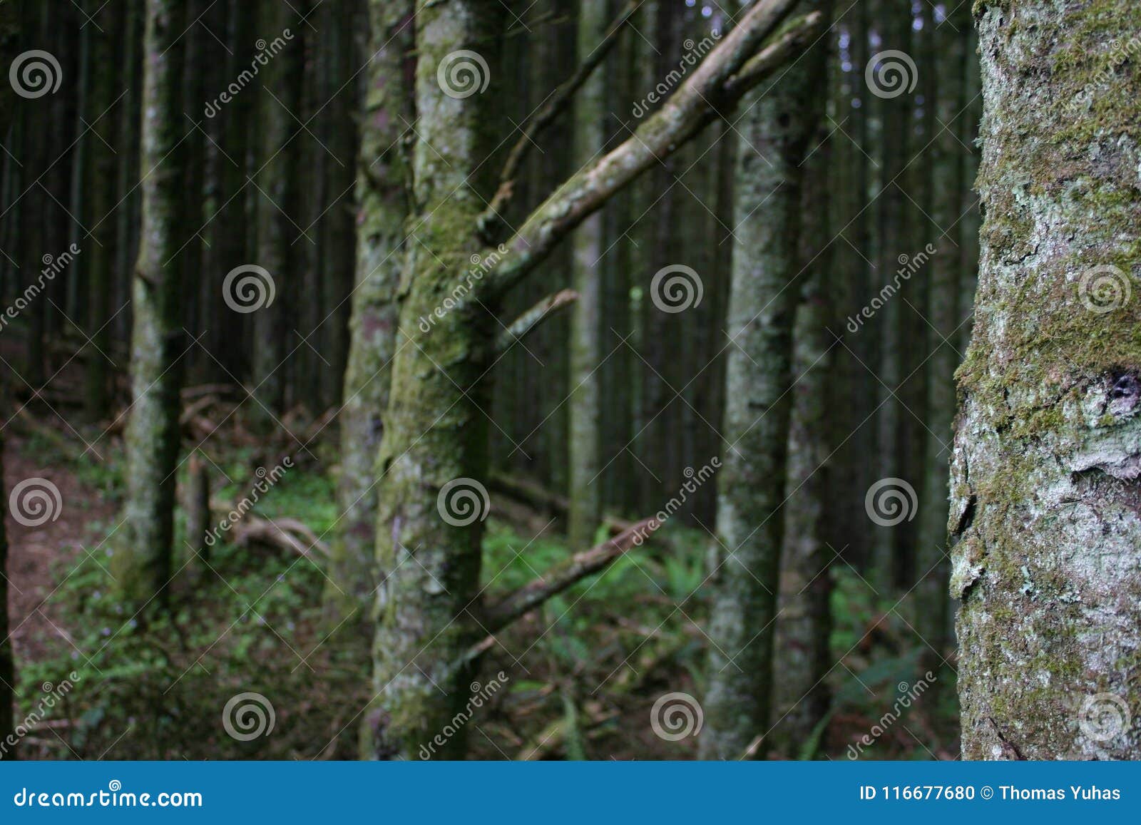 Tree Dep stock photo. Image of clifs, coast, food, rocks - 116677680