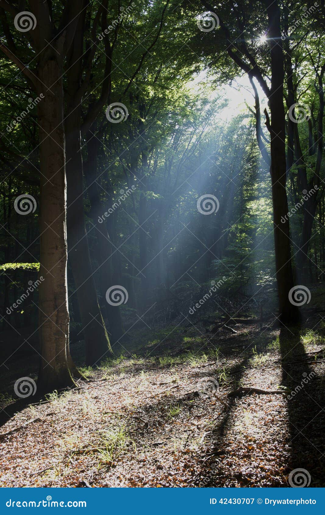 In the Forrest stock image. Image of forrest, tree, light - 42430707