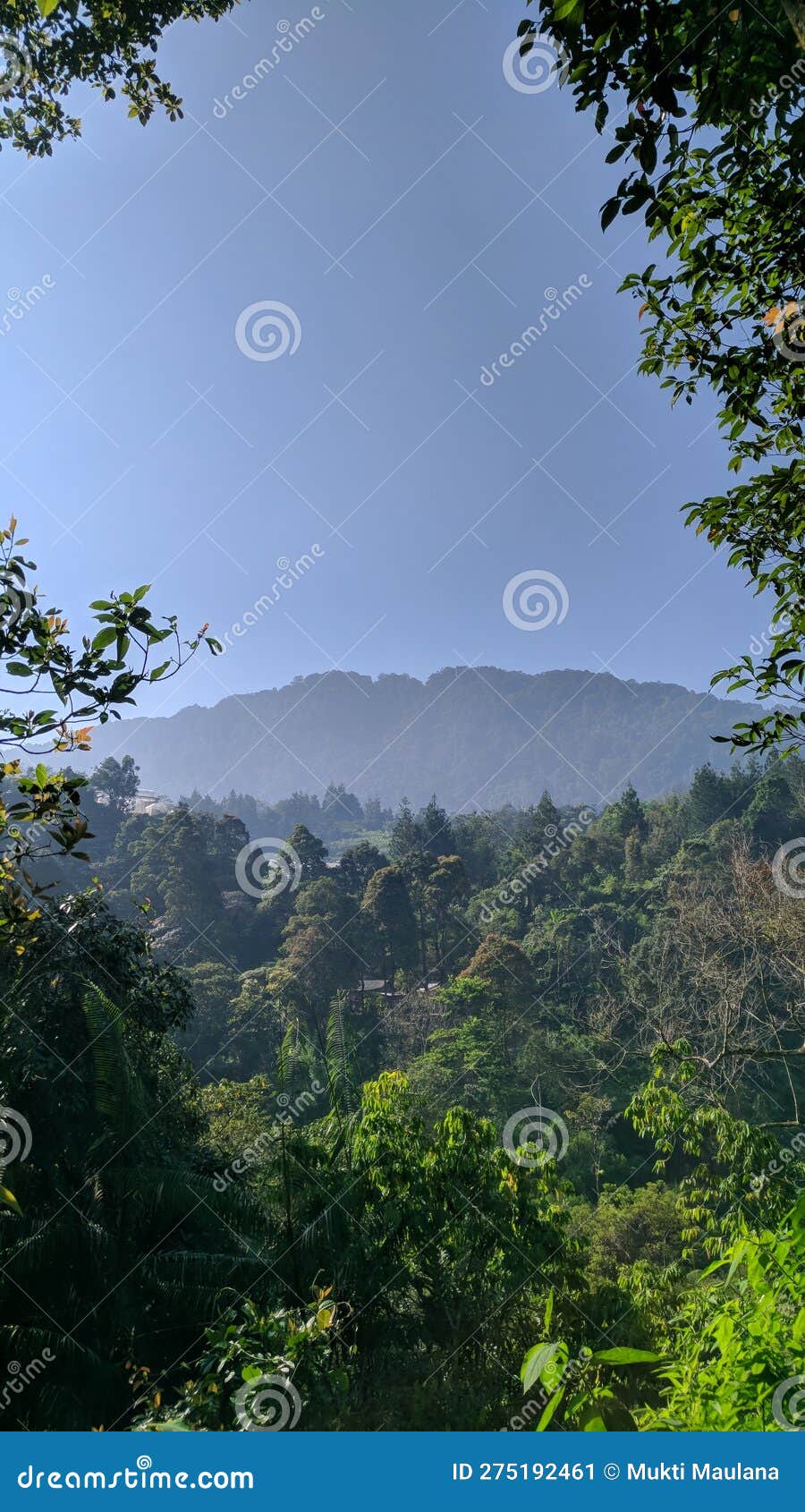 Forrest in indonesia stock image. Image of mount, indonesia - 275192461