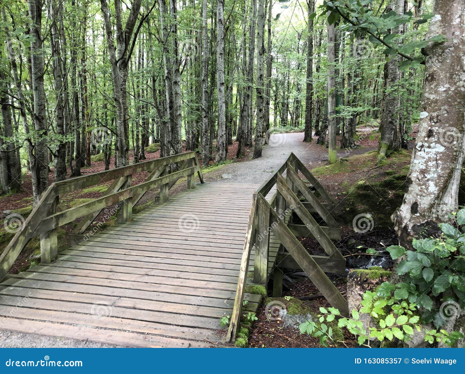A bright in the forrest. stock image. Image of unknown - 163085357