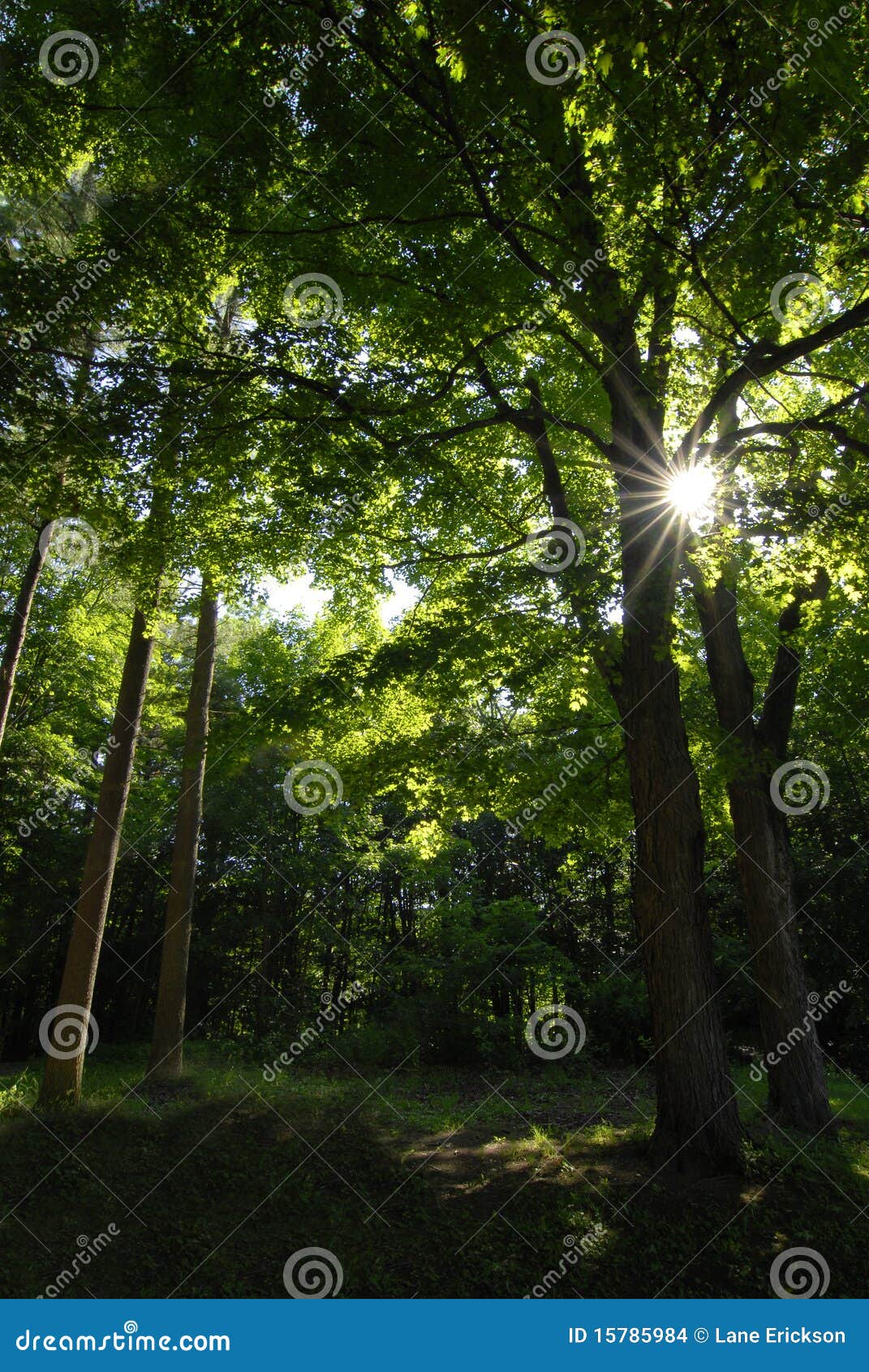 Forrest of Maple Trees stock photo. Image of park, sunlight - 15785984