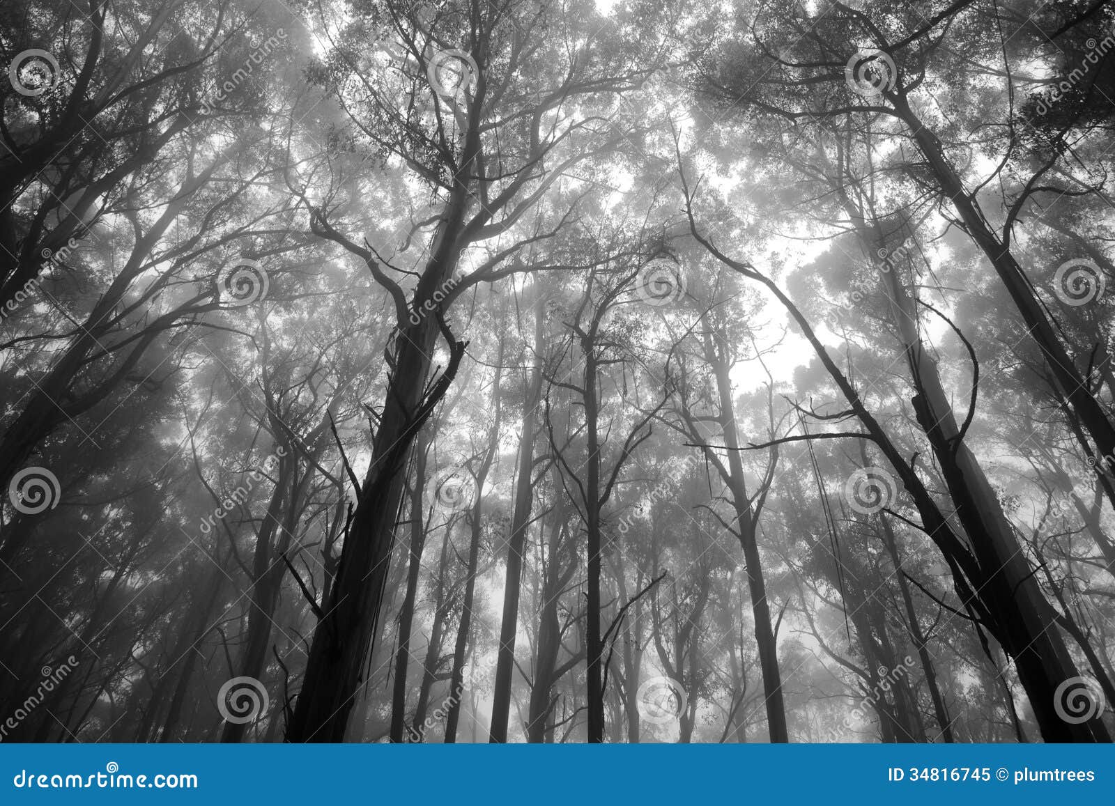 Forrest stock image. Image of grey, natural, plants, bush - 34816745