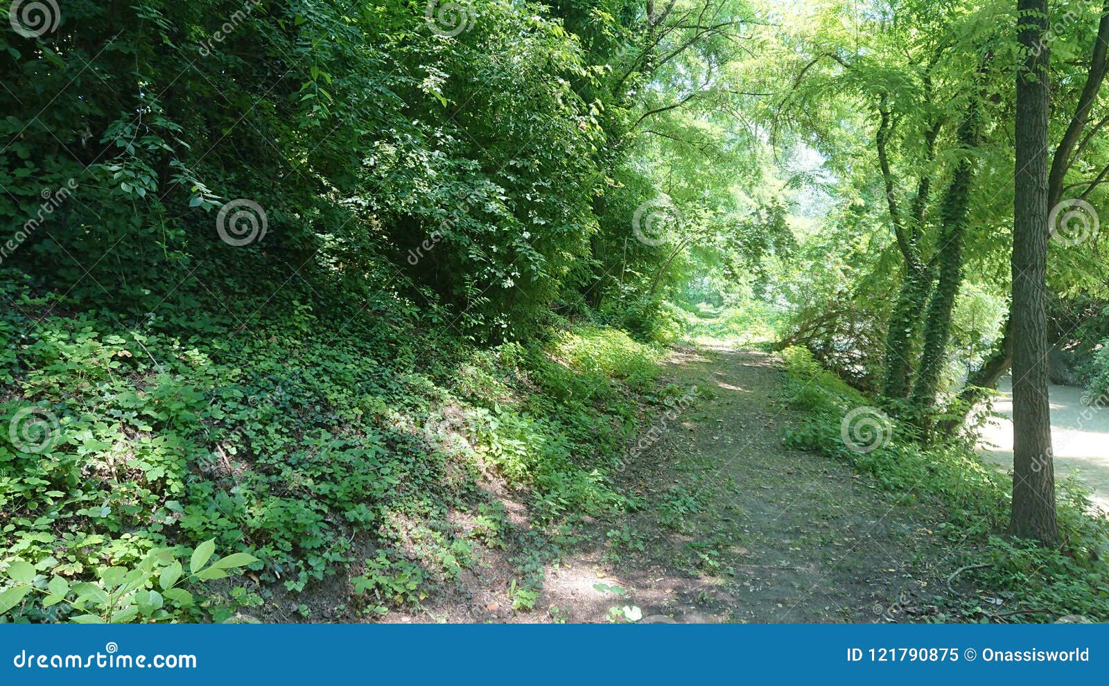 Forrest Footpath beside a River Stock Image - Image of green, summer ...