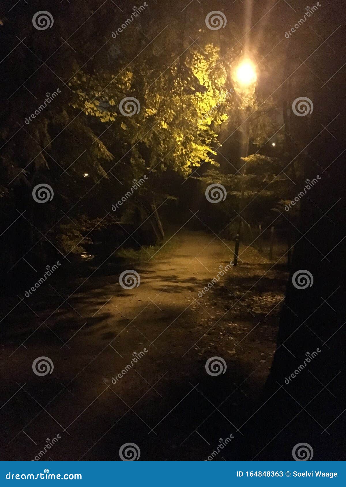 Forrest in the Night. Scaring. Stock Image - Image of night, sceanse ...