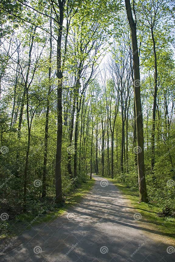 Forrest path stock image. Image of trunk, branches, nature - 5652943