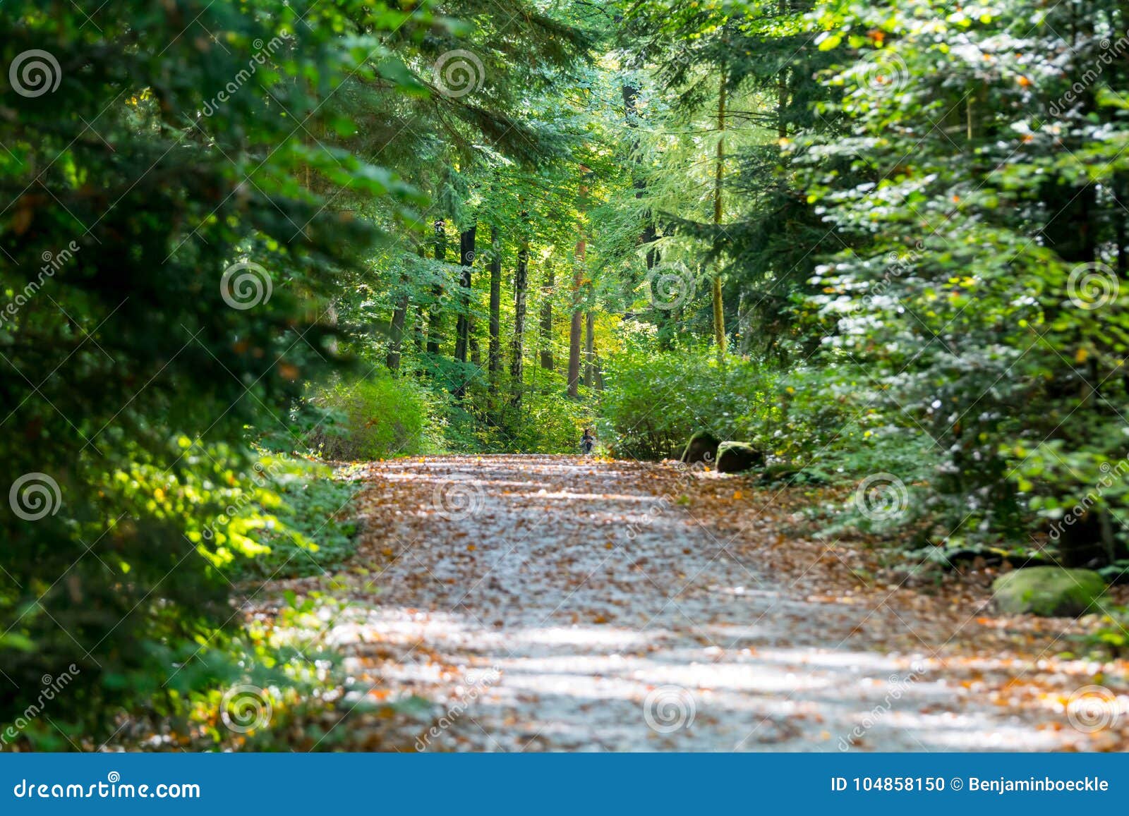Forrest Path at the Beginning of Autumn Stock Photo - Image of lines ...
