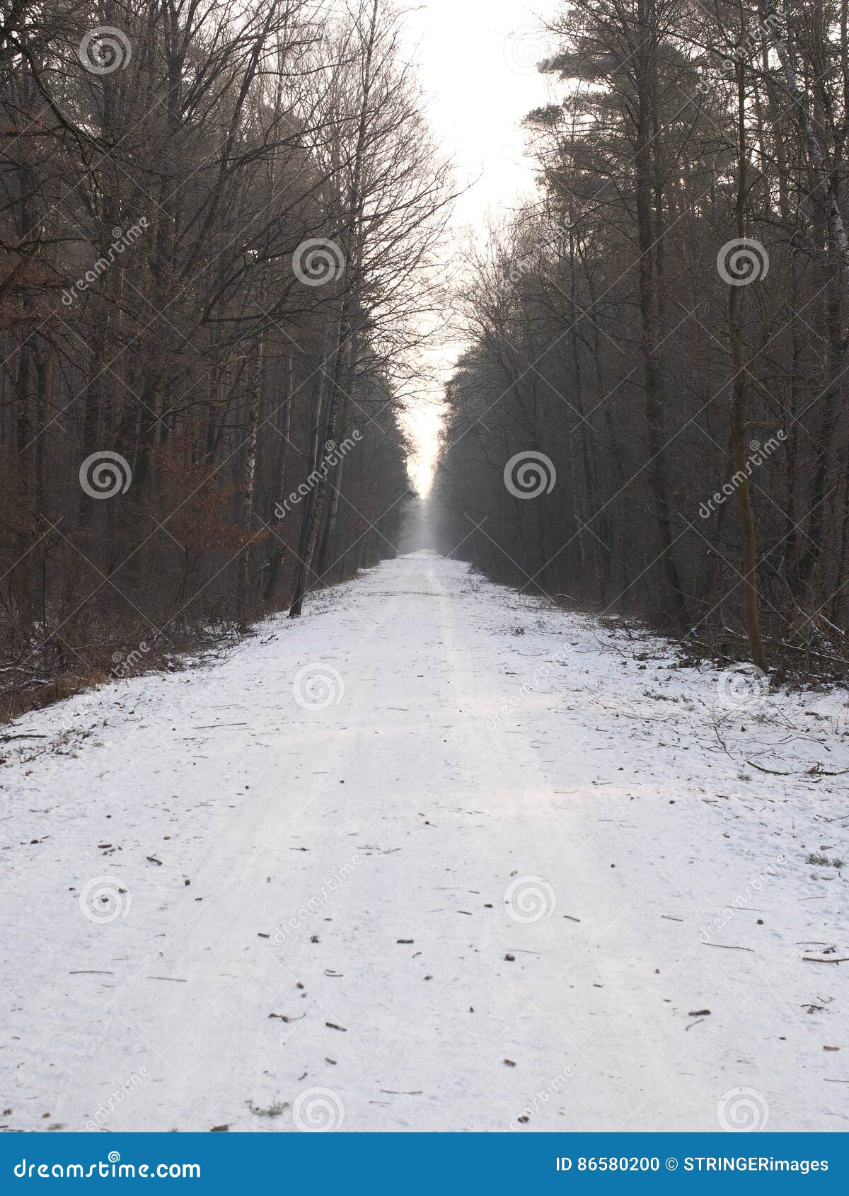 Forrest Path Leading into the Distance through a Pine Forrest with ...