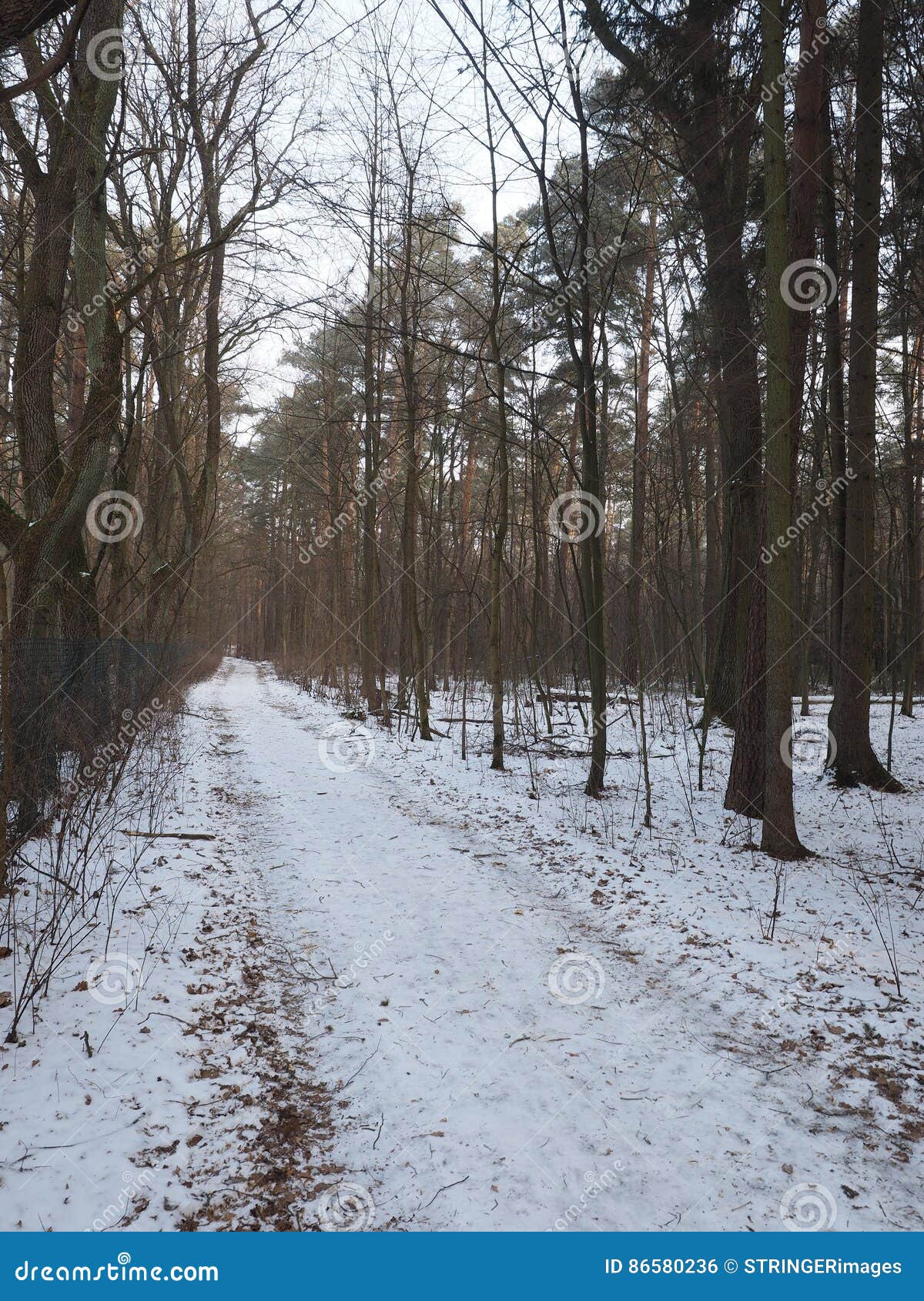 Forrest Path through a Pine Forrest with Light Snow Cover Stock Photo ...