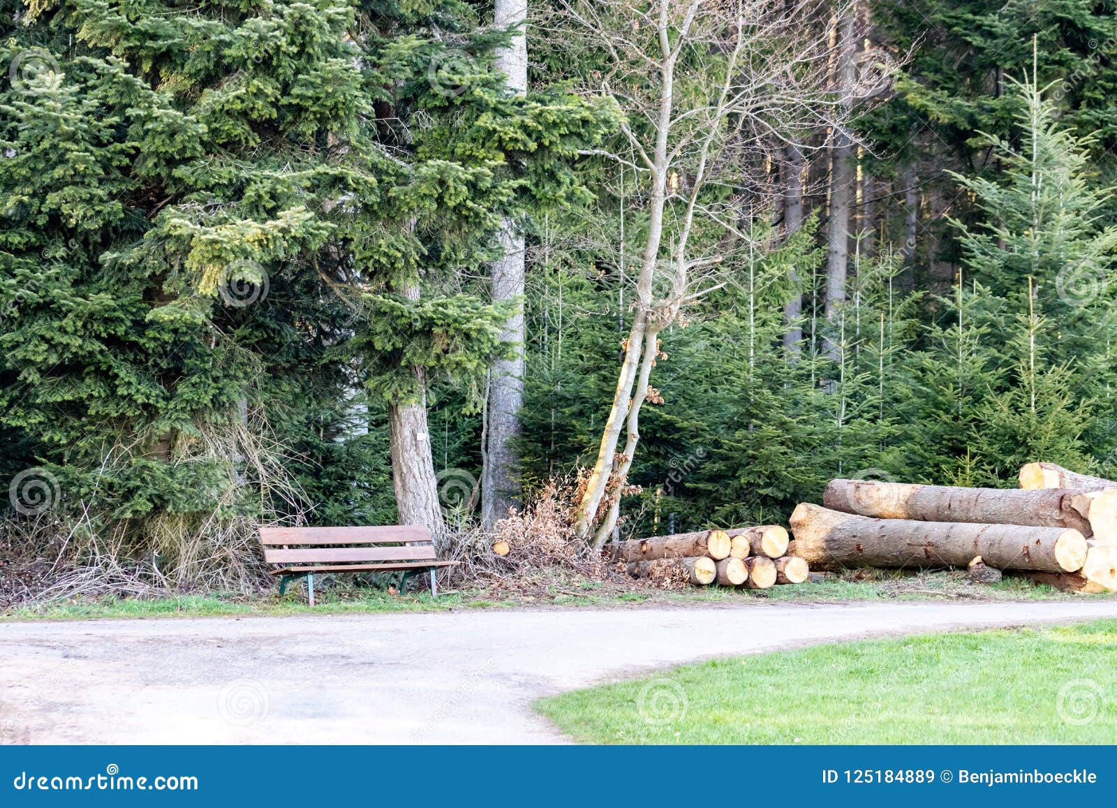 Forrest Path after Rain in Early Spring Stock Image - Image of garden ...