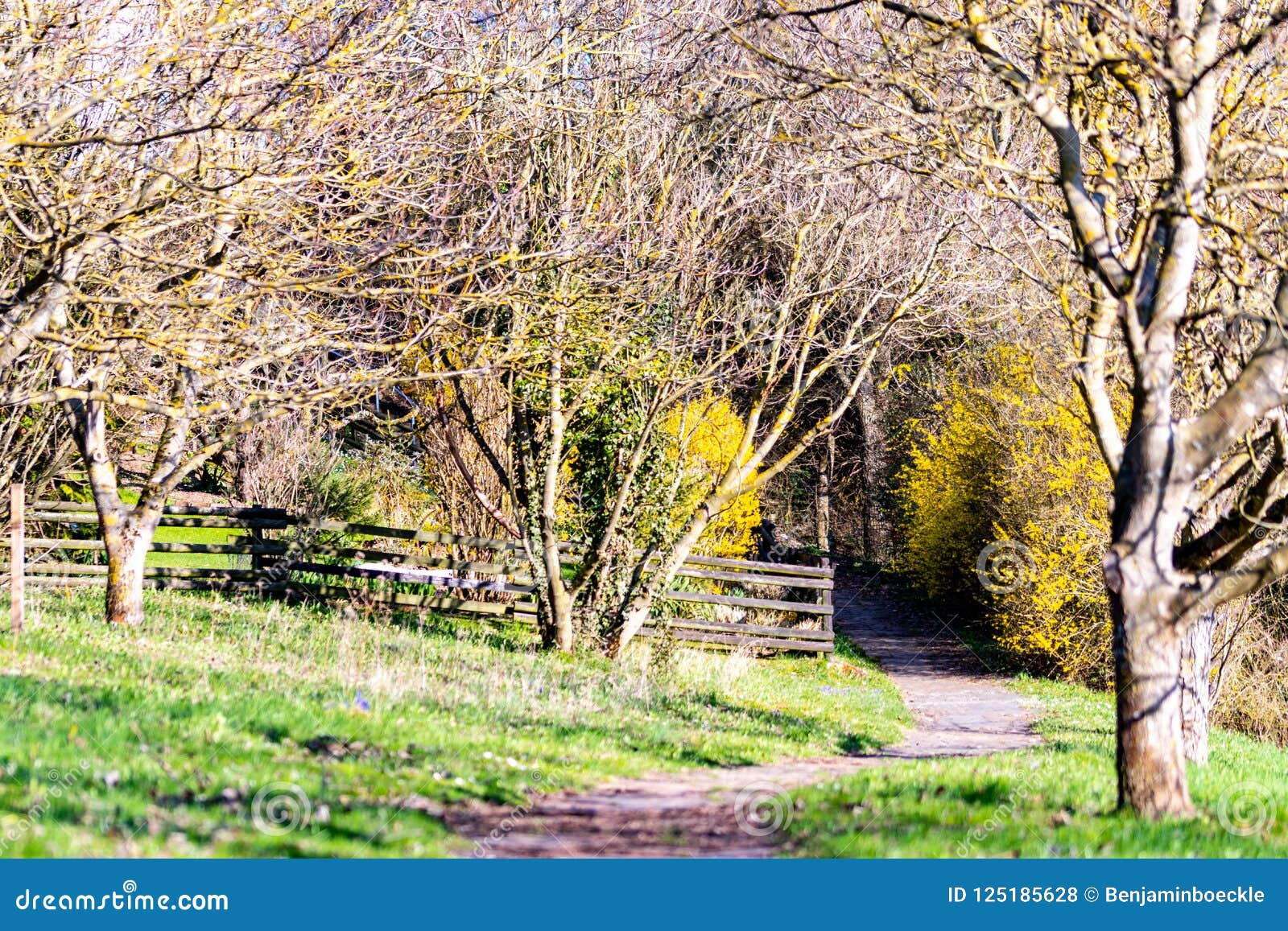 Forrest Path after Rain in Early Spring Stock Photo - Image of design ...