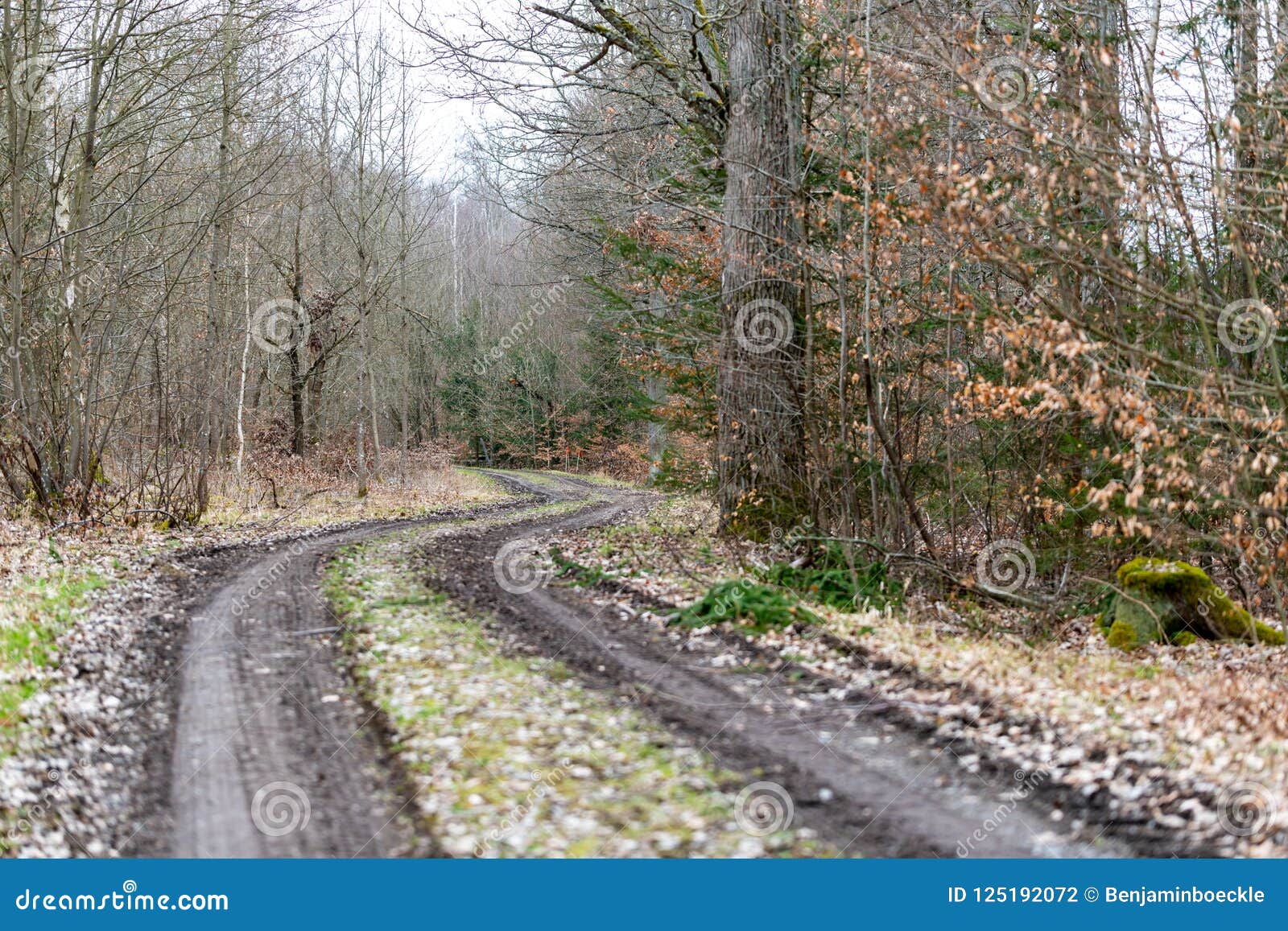 Forrest Path after Rain in Early Spring Stock Photo - Image of england ...