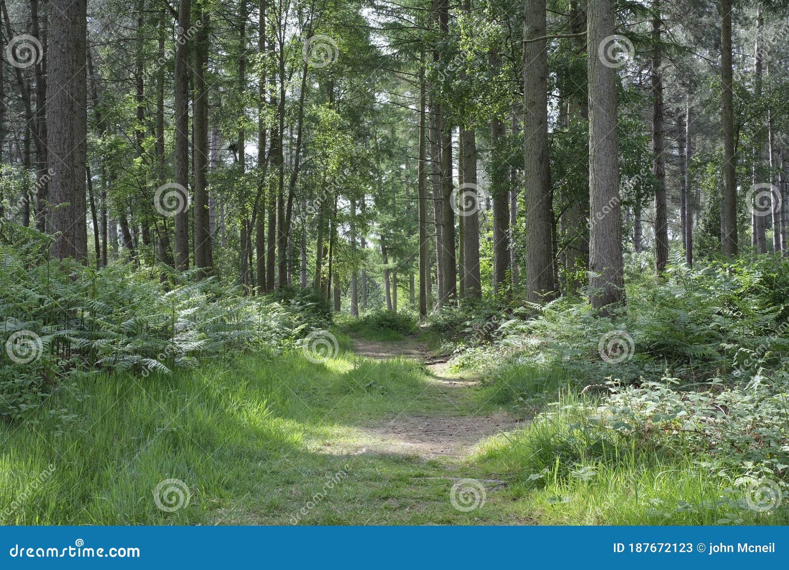 Forrest path stock image. Image of path, forrest, surrounded - 187672123