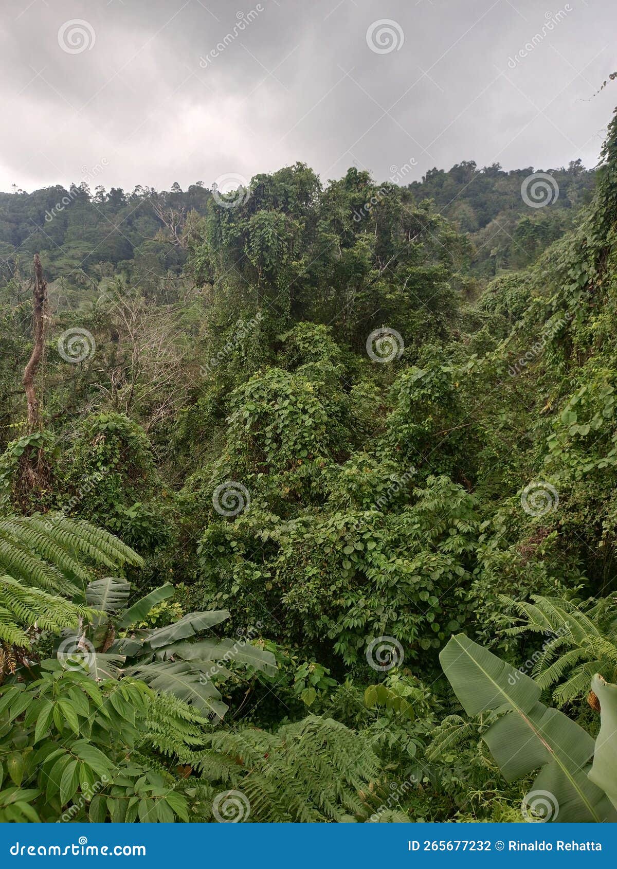 RAIN FORREST PHOTO stock photo. Image of forrest, woodland - 265677232