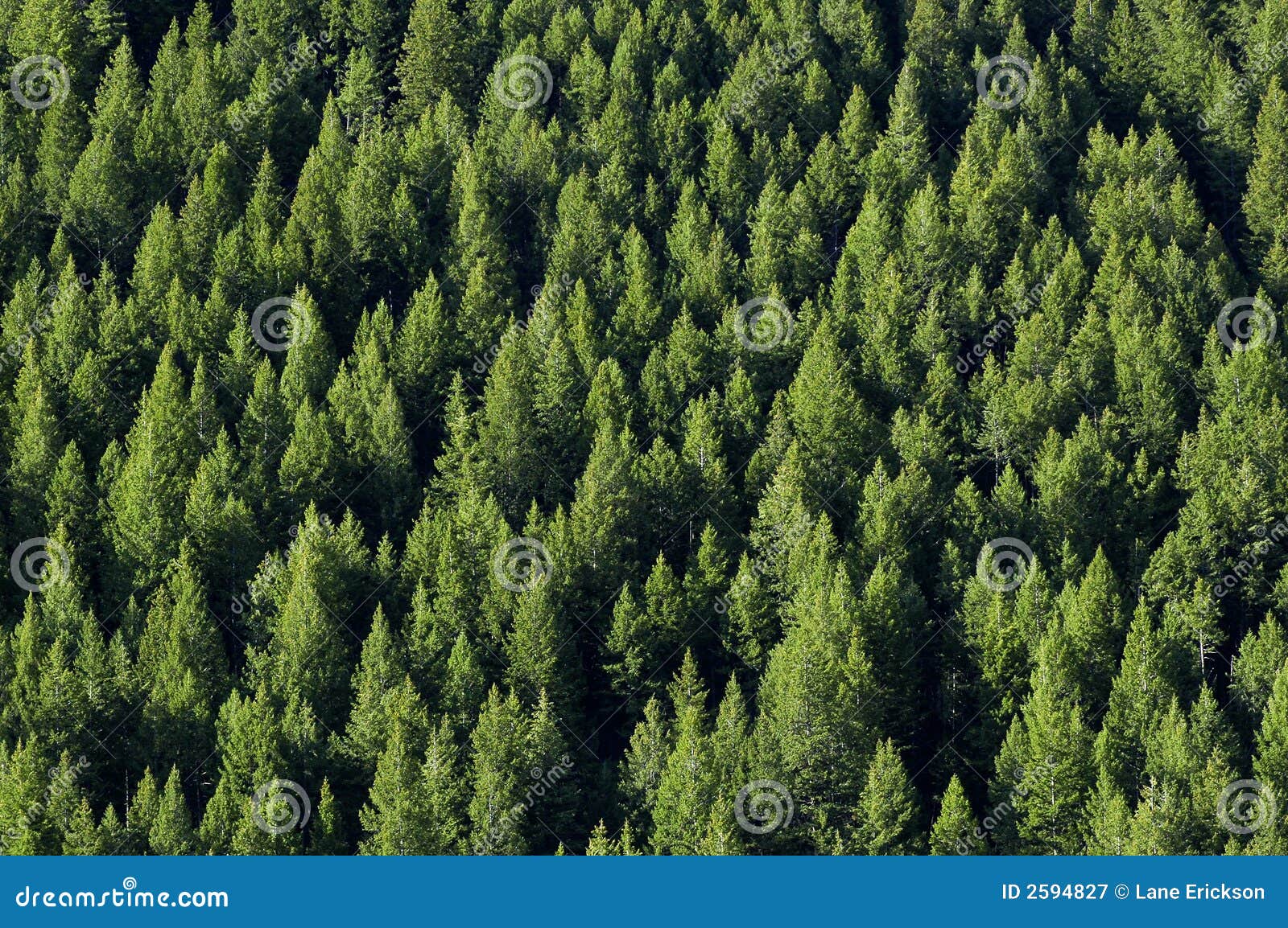 Forrest of Pine Trees stock image. Image of wilderness - 2594827