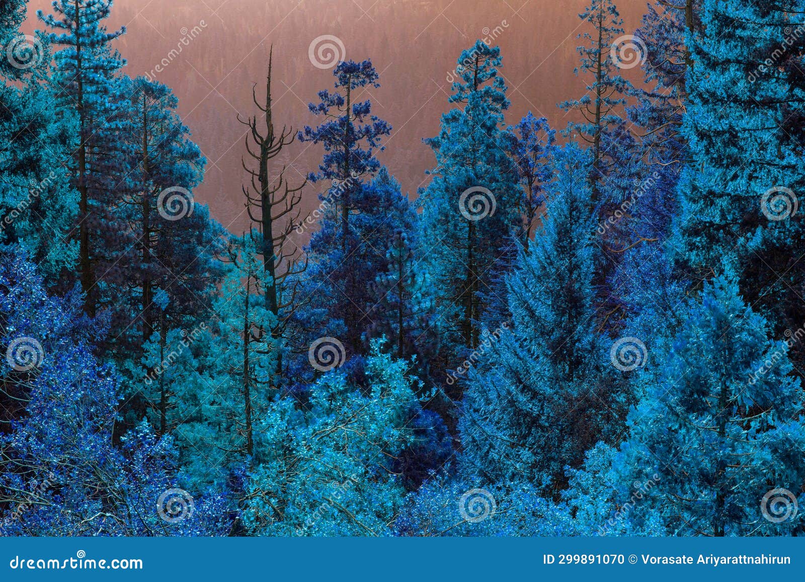 Forrest of Pine Trees on Mountainside with Rain Stock Photo - Image of ... Forrest of Pine Trees on Mountainside with Rain Stock Photo - Image of ...