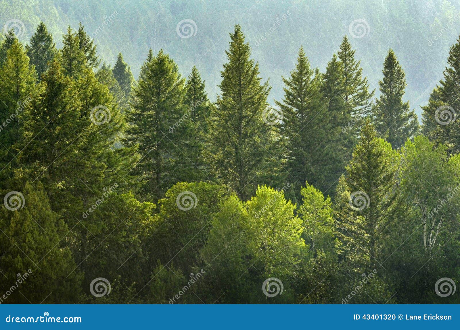Forrest of Pine Trees in Rain Stock Photo - Image of tree, mountain ...