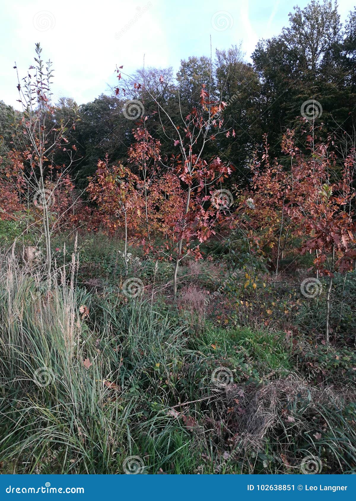 Plants Forrest stock image. Image of deciduous, subshrub - 102638851