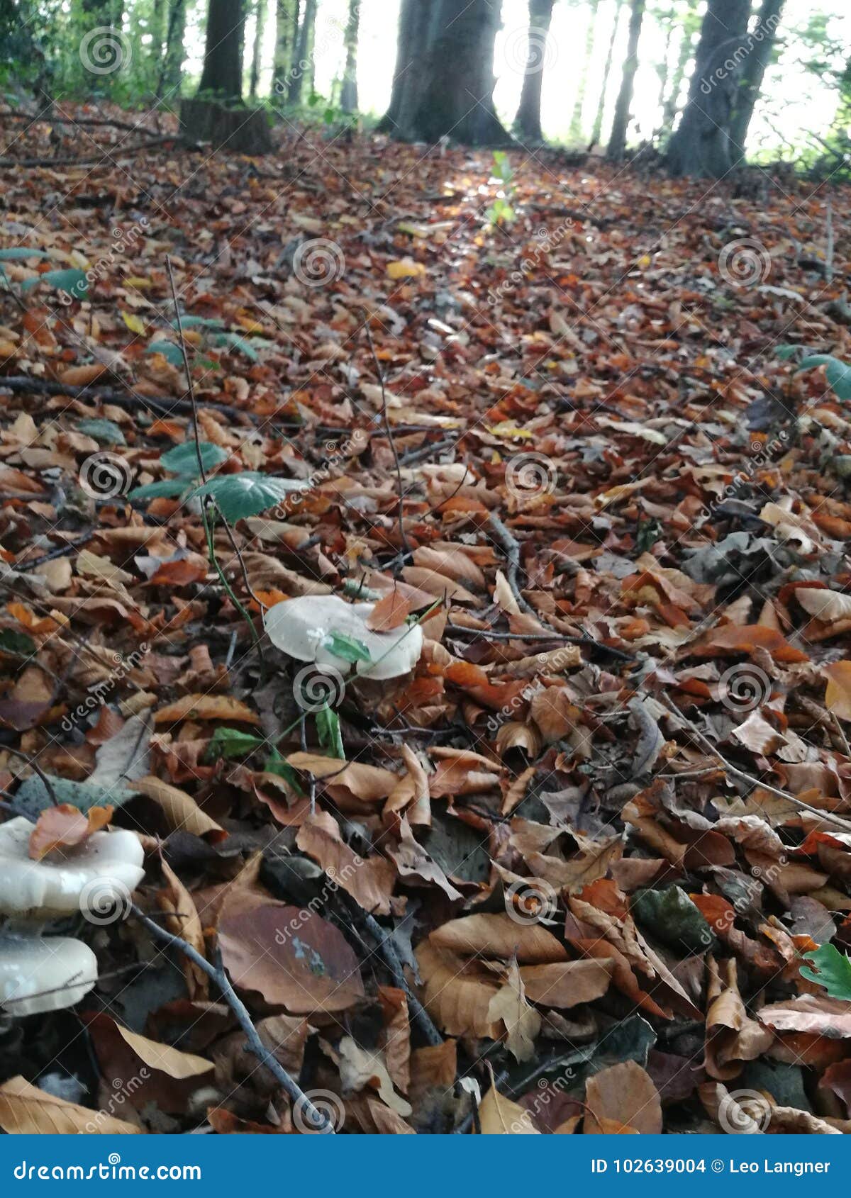 Plants Forrest stock photo. Image of plants, nature - 102639004