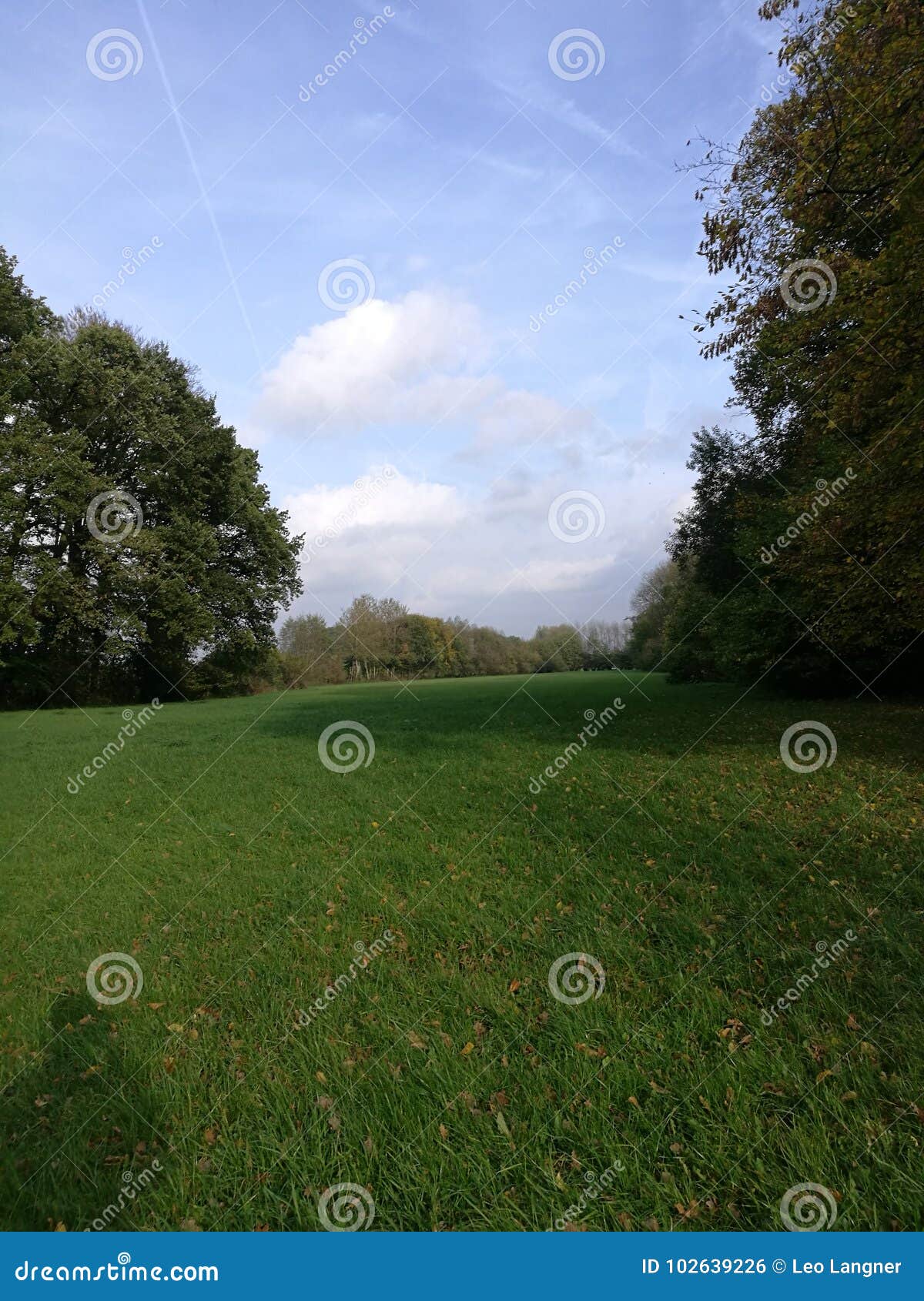 Plants Forrest stock photo. Image of prairie, sunlight - 102639226