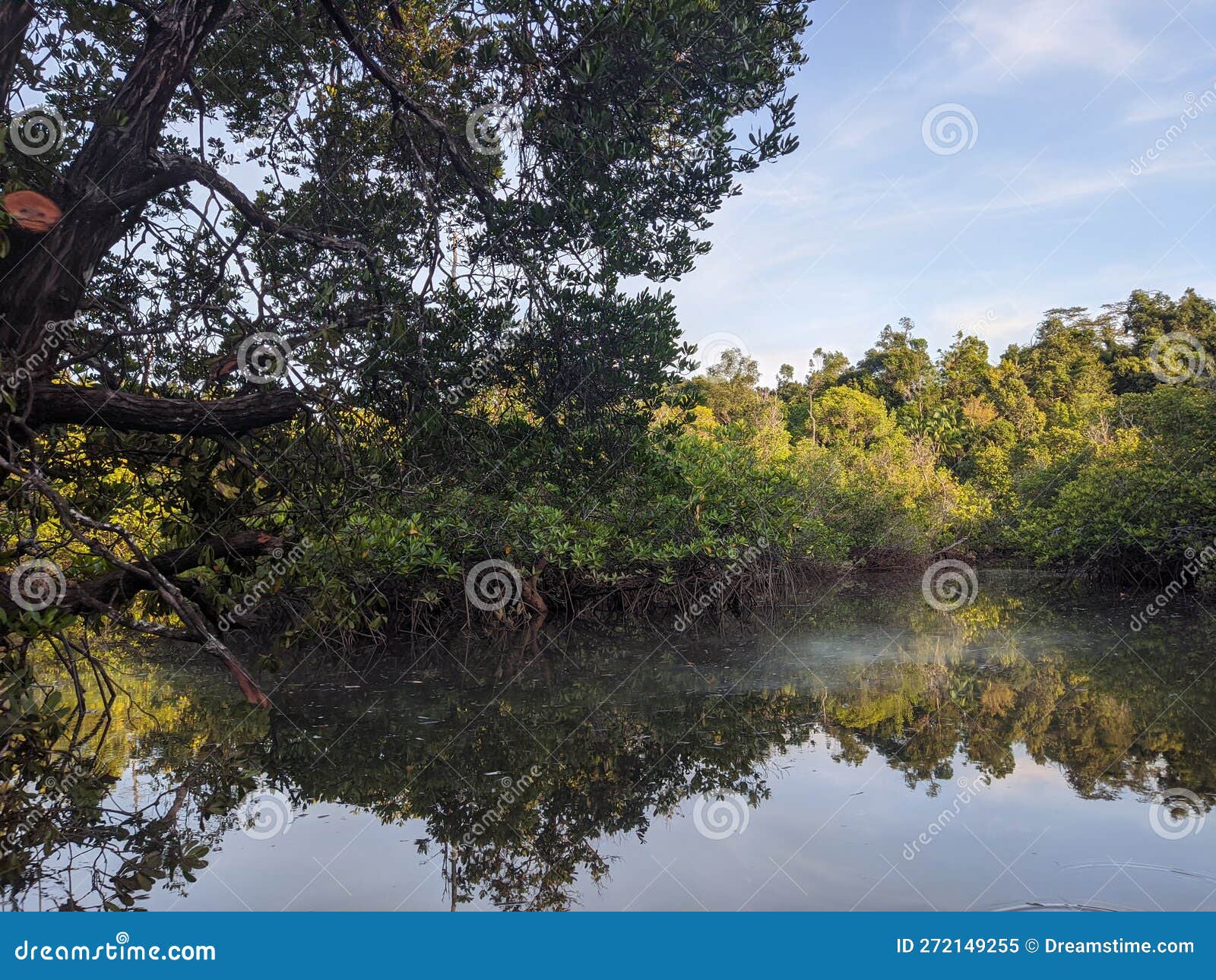 Forrest and river stock image. Image of autumn, tree - 272149255