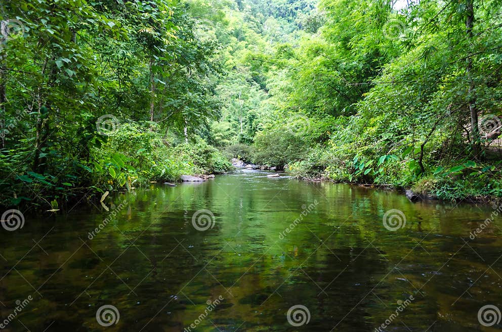 Forrest River image stock. Image du paysage, beauté, pluie - 55367893