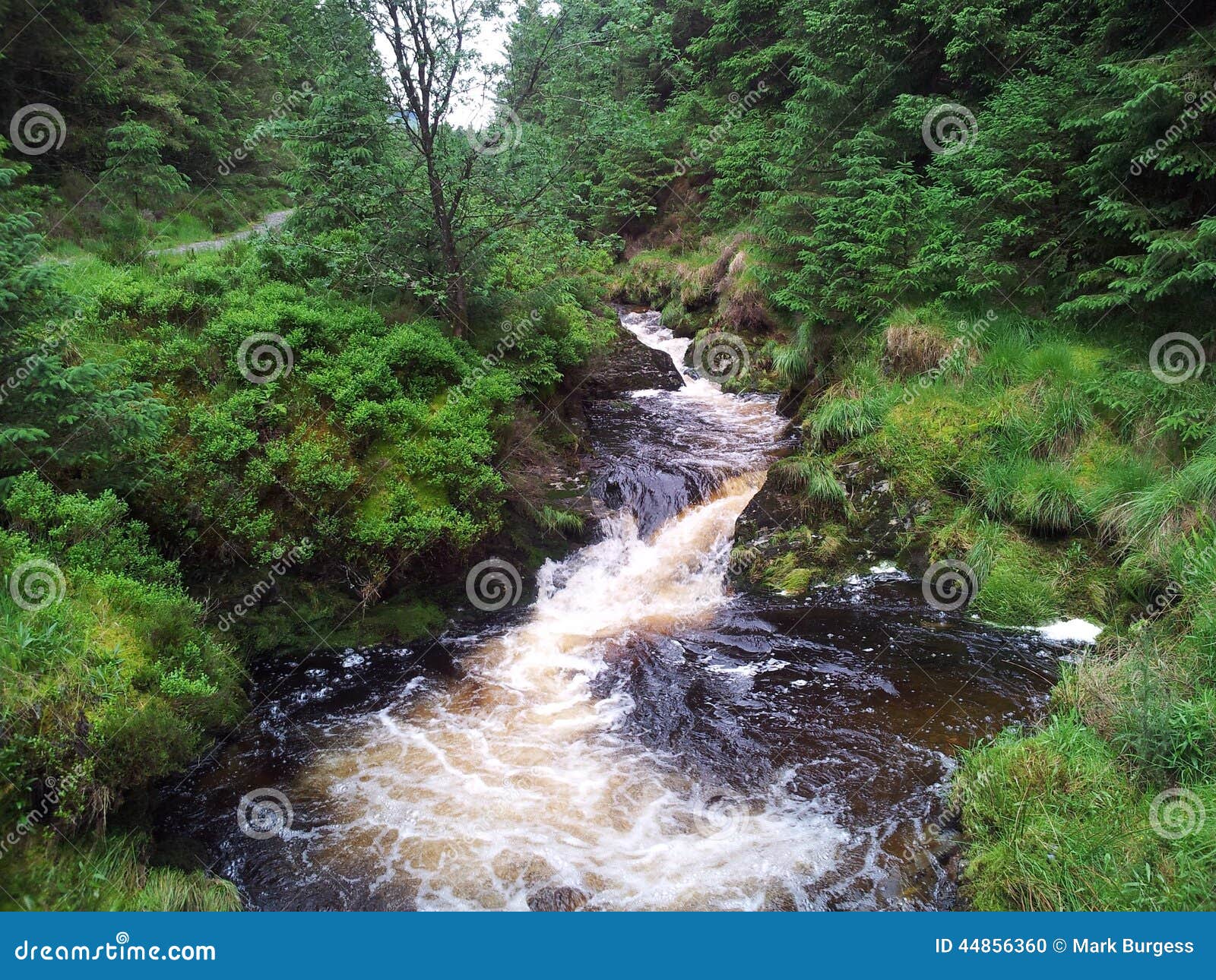Forrest river stock photo. Image of landscape, woodland - 44856360