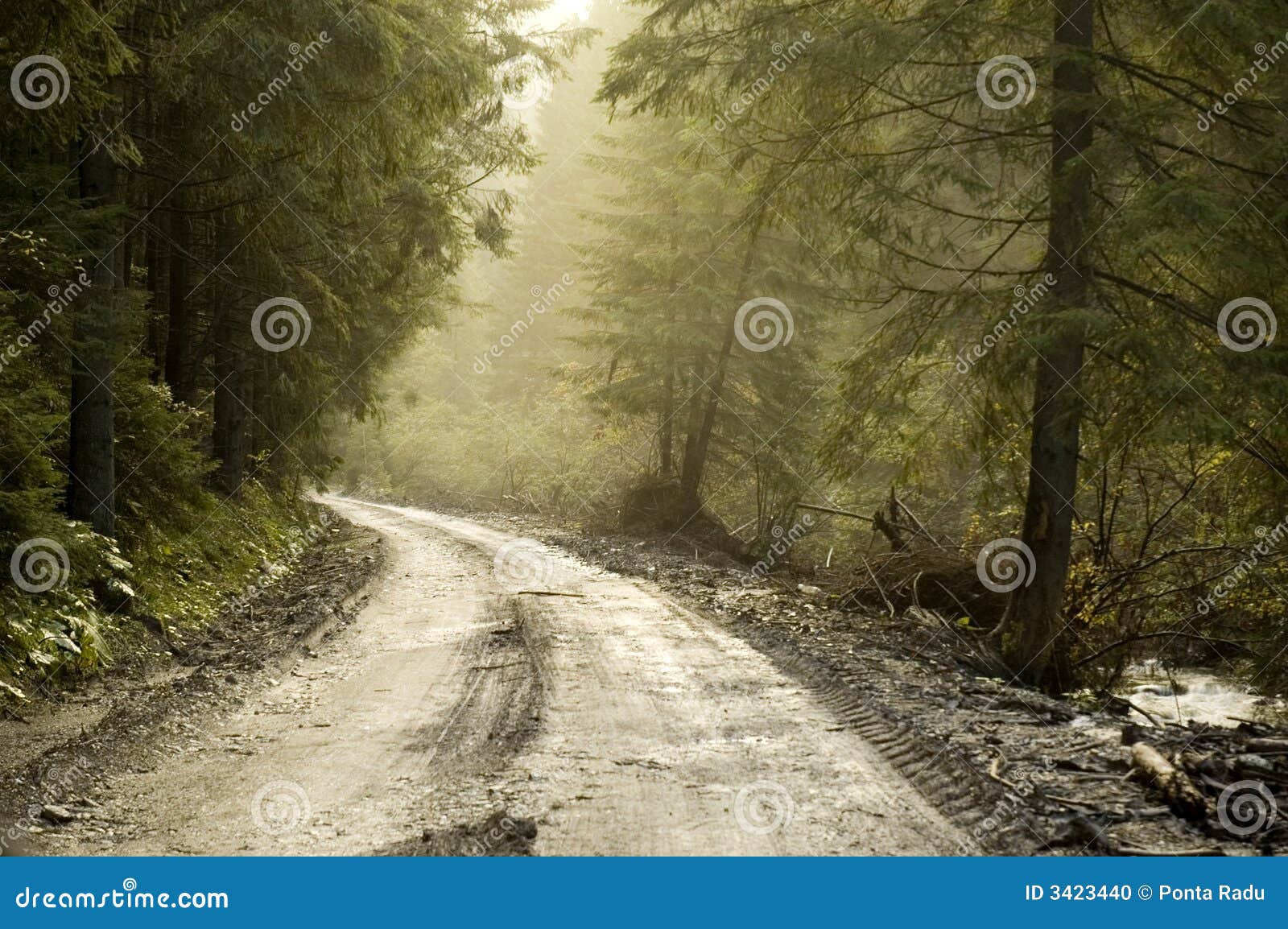 Forrest road stock photo. Image of yellow, road, mountain - 3423440