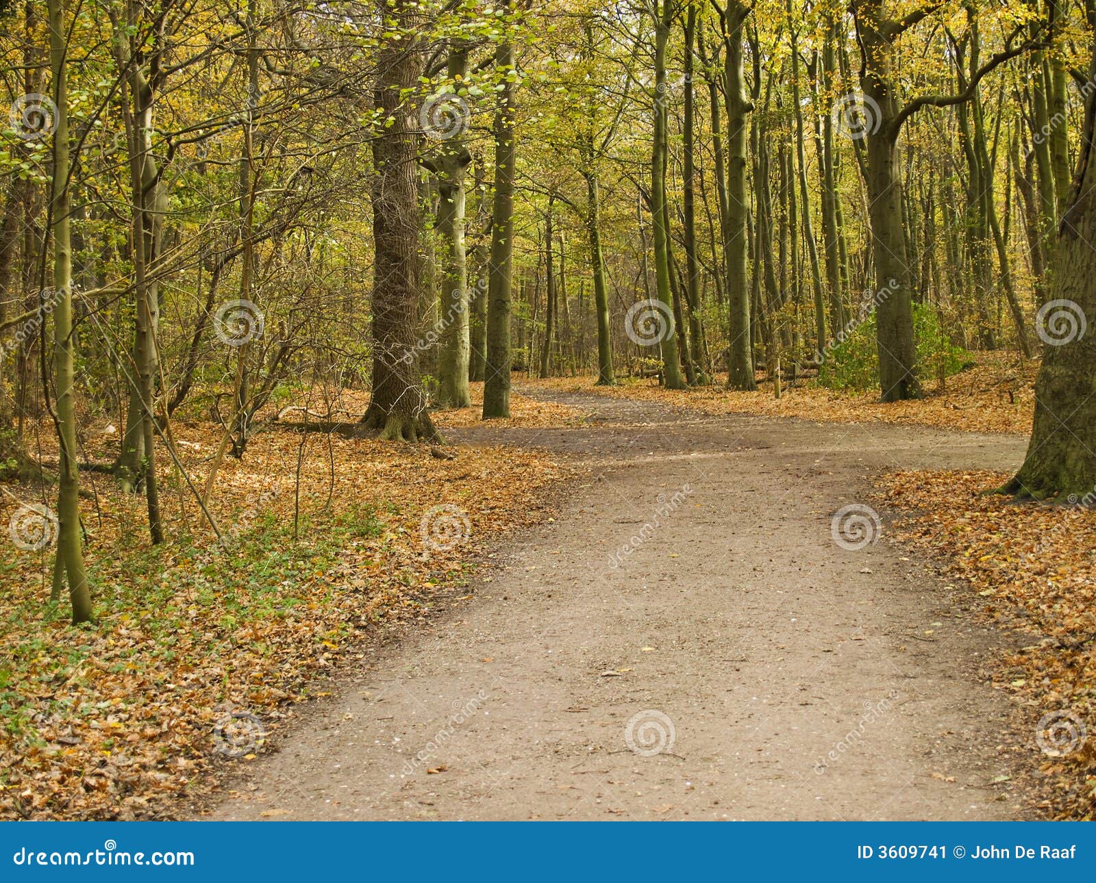 Forrest road stock image. Image of brown, fresh, forest - 3609741