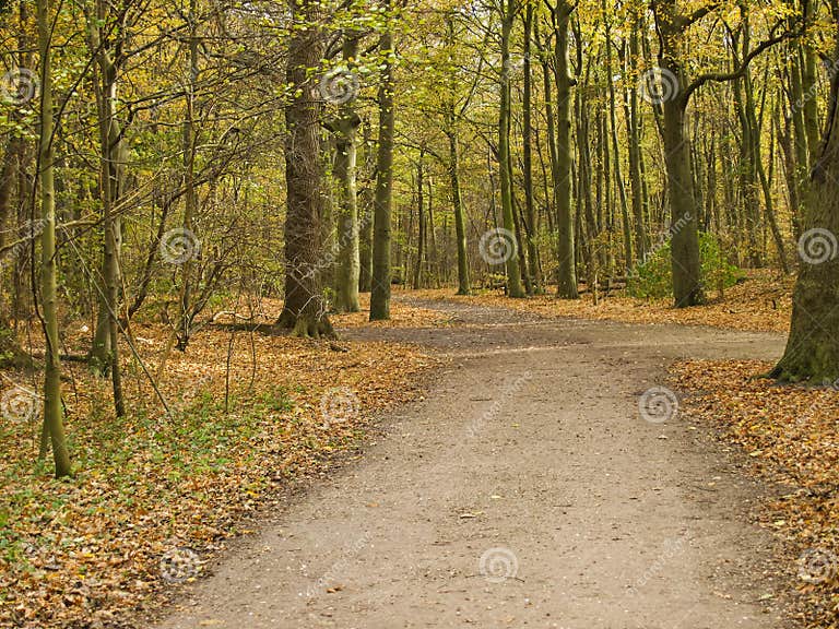 Forrest road stock image. Image of brown, fresh, forest - 3609741
