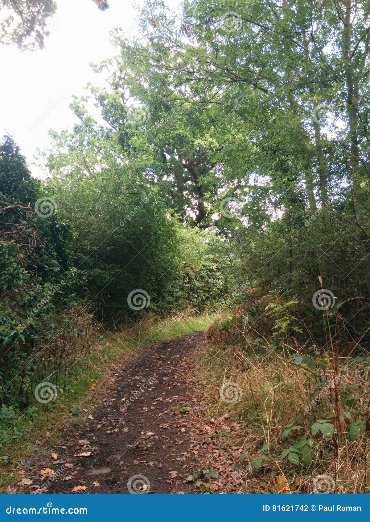Forrest Road between Bushes Stock Photo - Image of road, forrest: 81621742