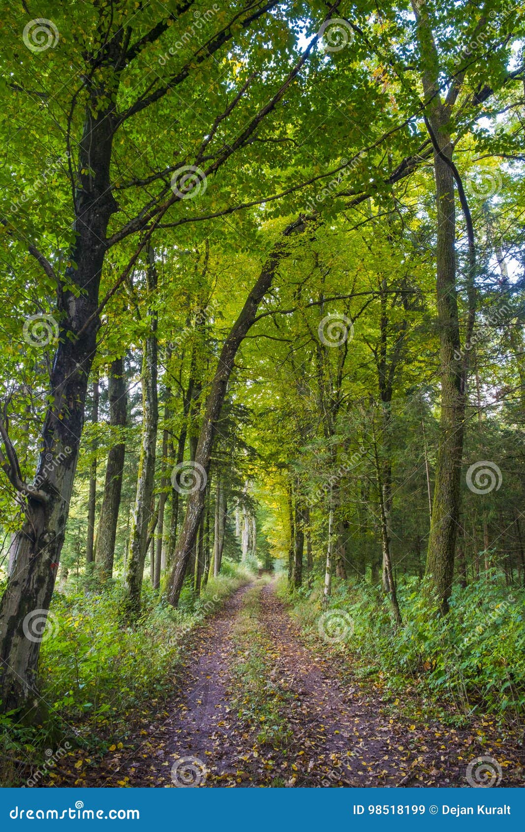 Forrest Road Covered with Falling Leaves Stock Image - Image of trail ...