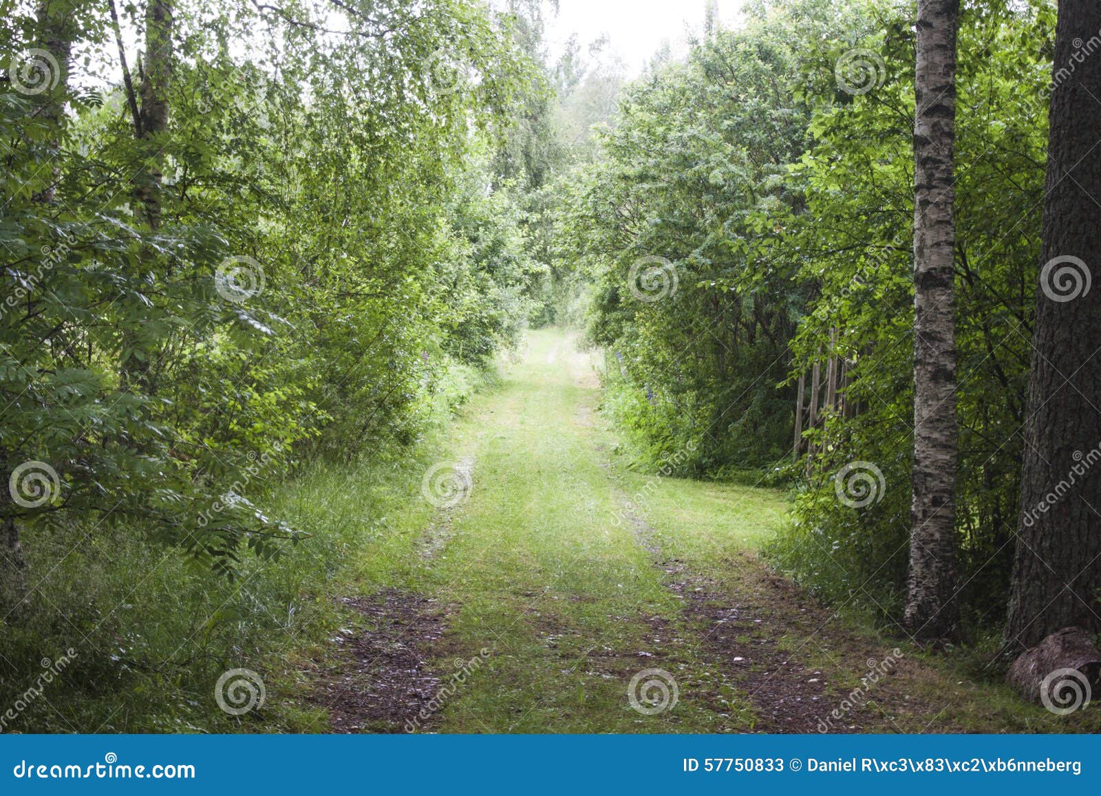 Forrest road stock image. Image of green, landscape, trees - 57750833