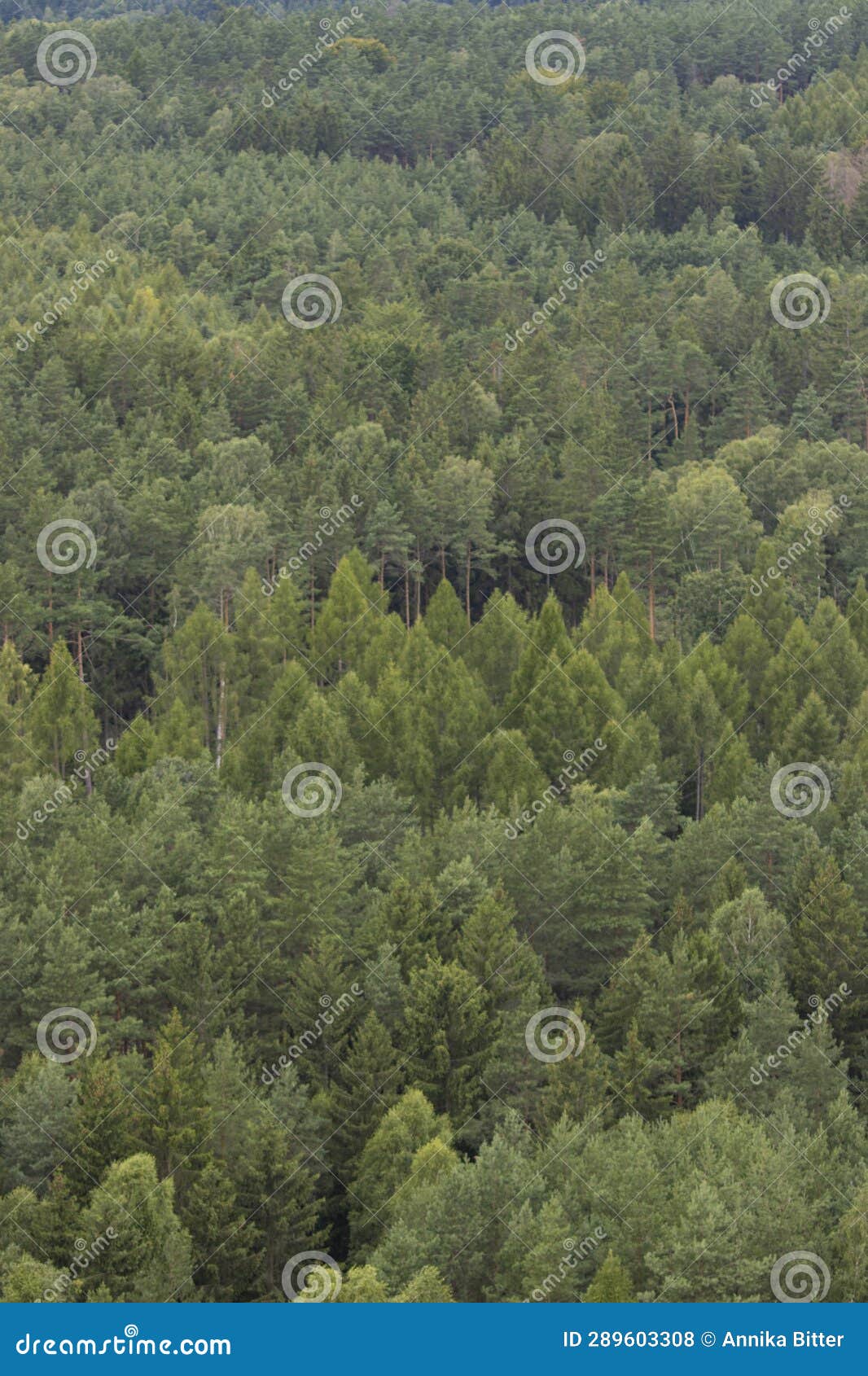 Forrest in Sachsen Germany from Above Stock Photo - Image of natural ...