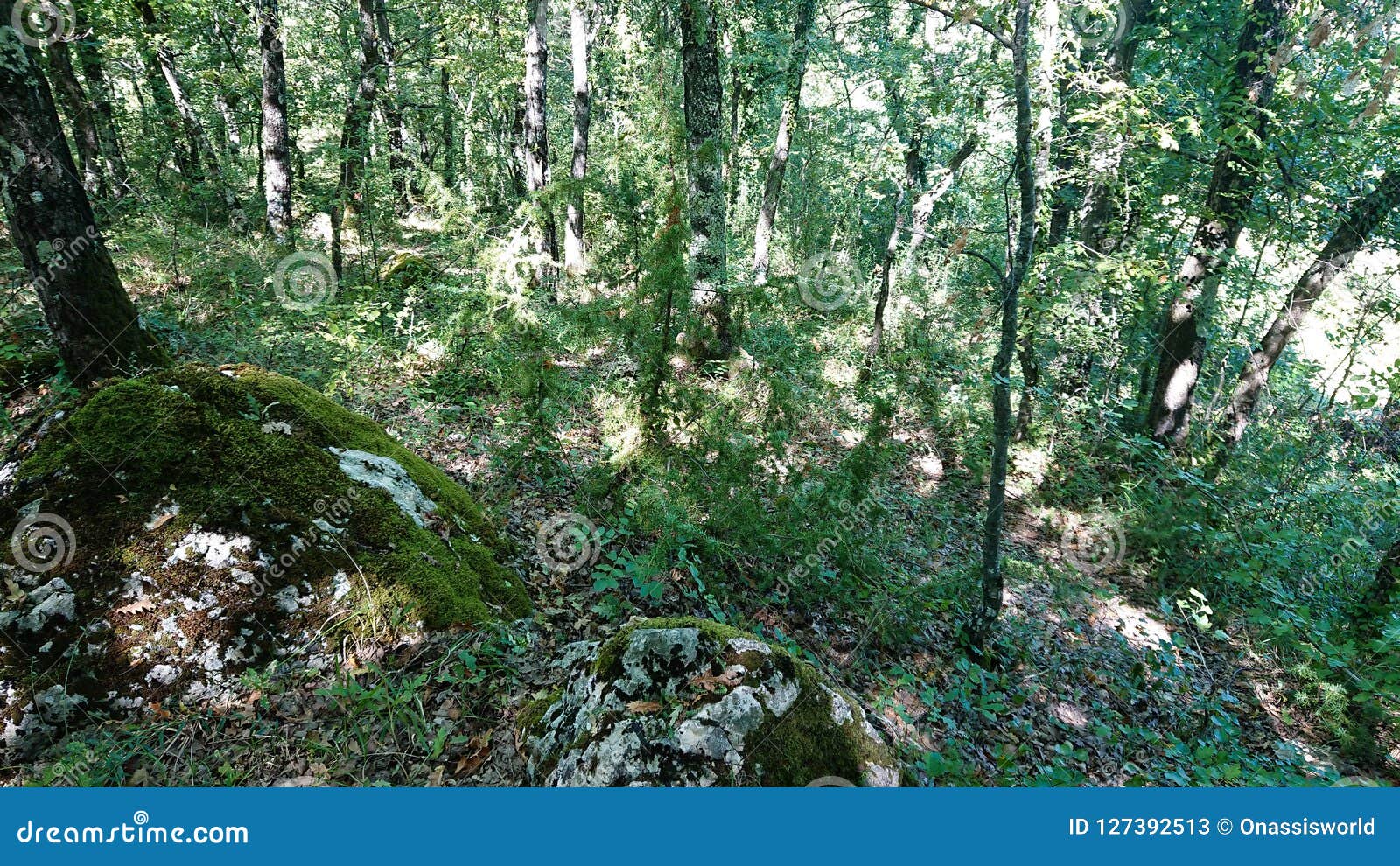 Large rocks in a forrest stock image. Image of forrest - 127392513
