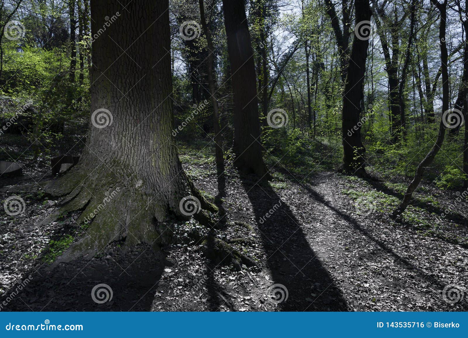 Spring in the forrest stock photo. Image of misterious - 143535716