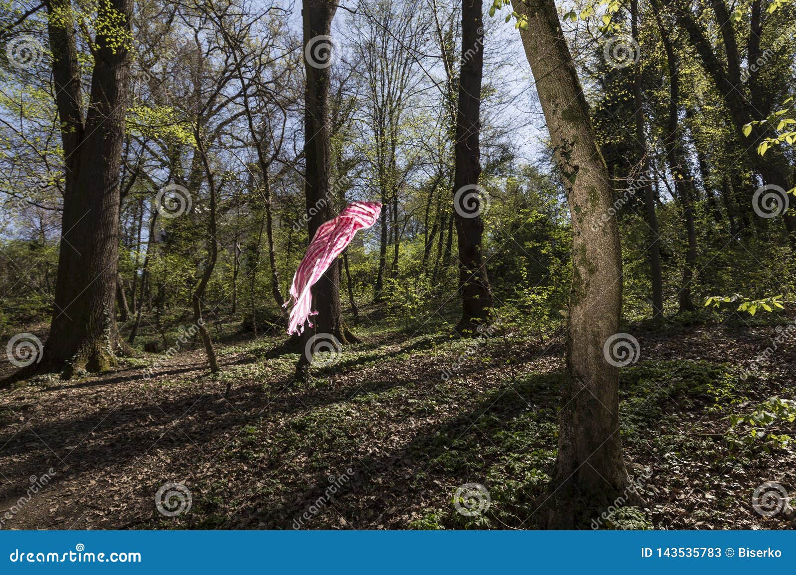 Flying Object in the Forrest Stock Image - Image of danger, spring ...