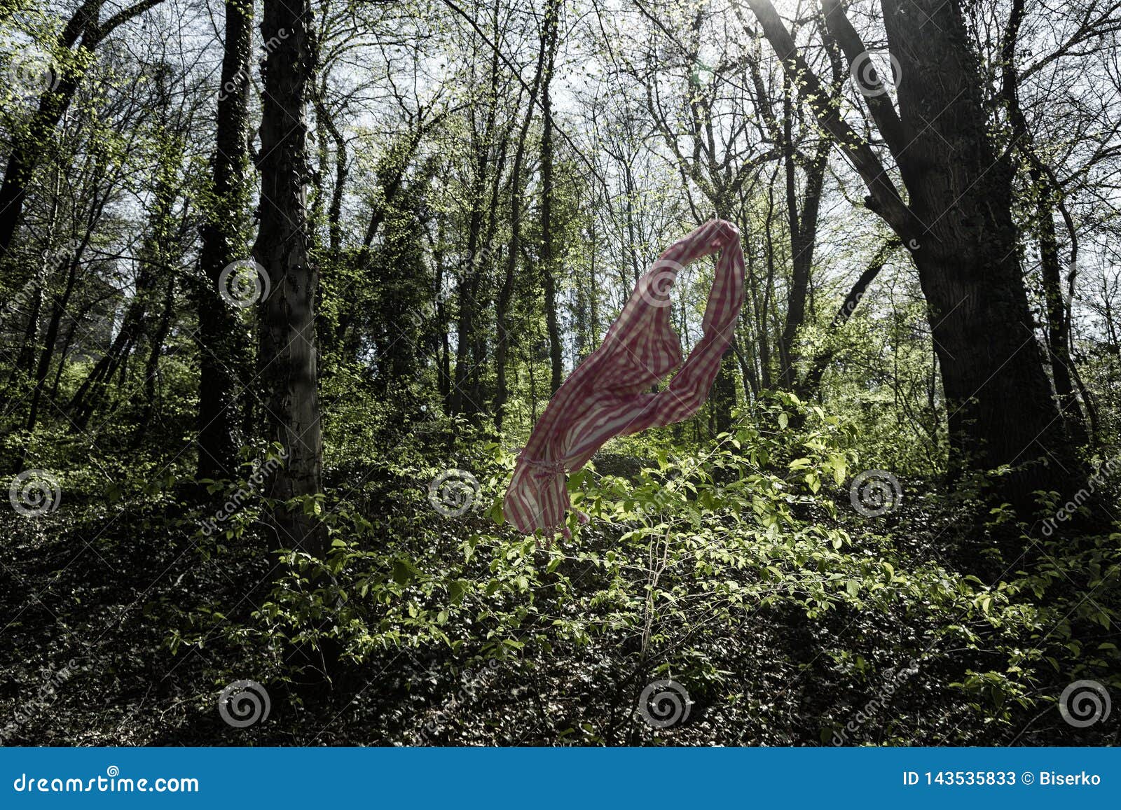 Flying Object in the Forrest Stock Image - Image of vertical, path ...
