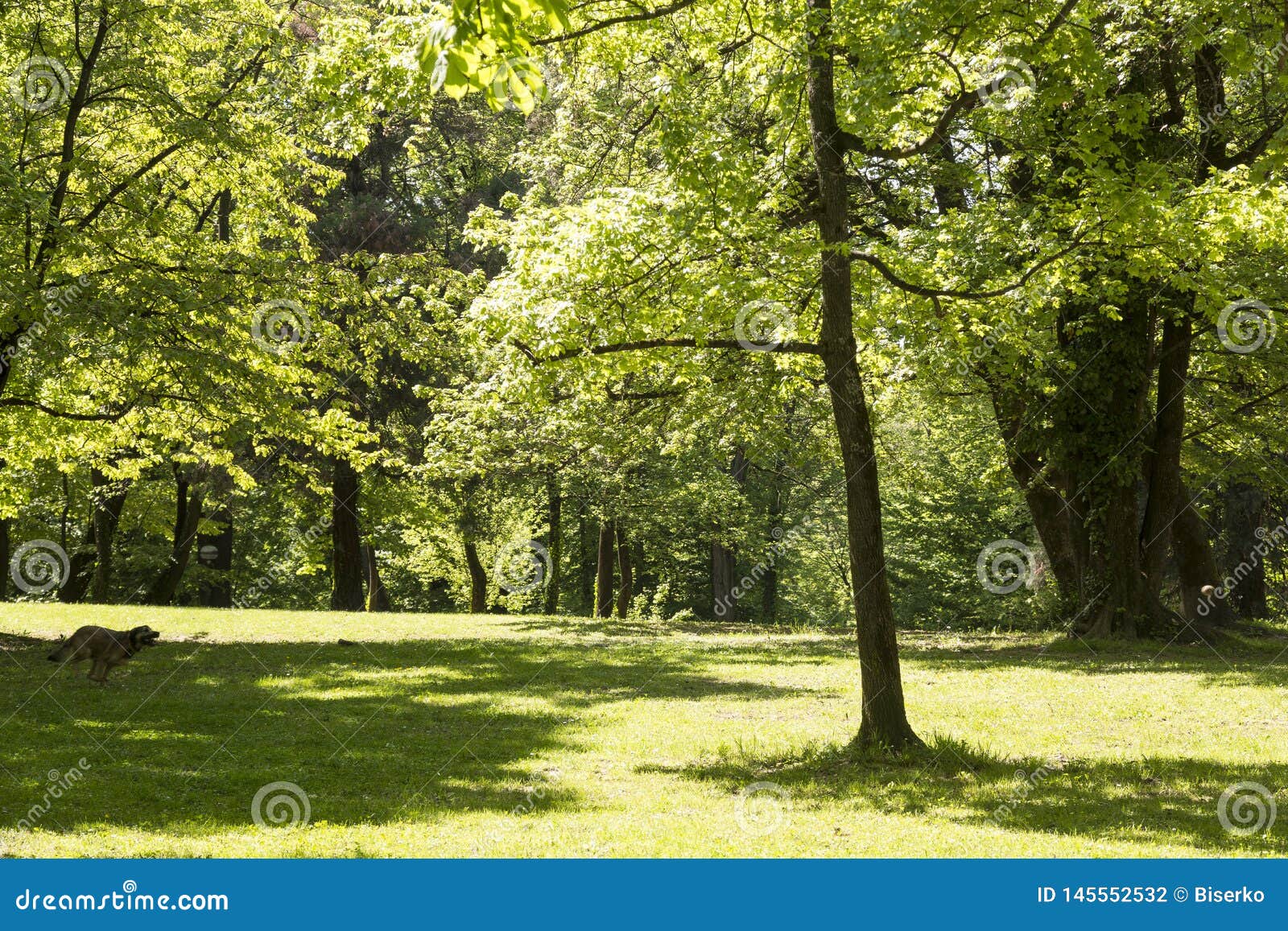 Forrest in the spring stock photo. Image of time, tranquil - 145552532