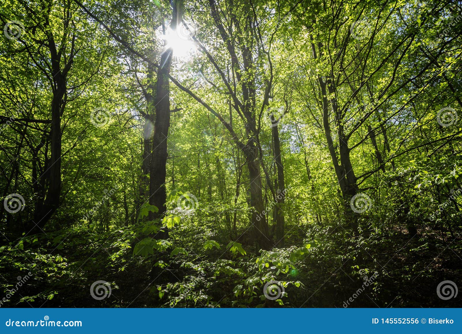 Forrest in the spring stock photo. Image of wood, july - 145552556