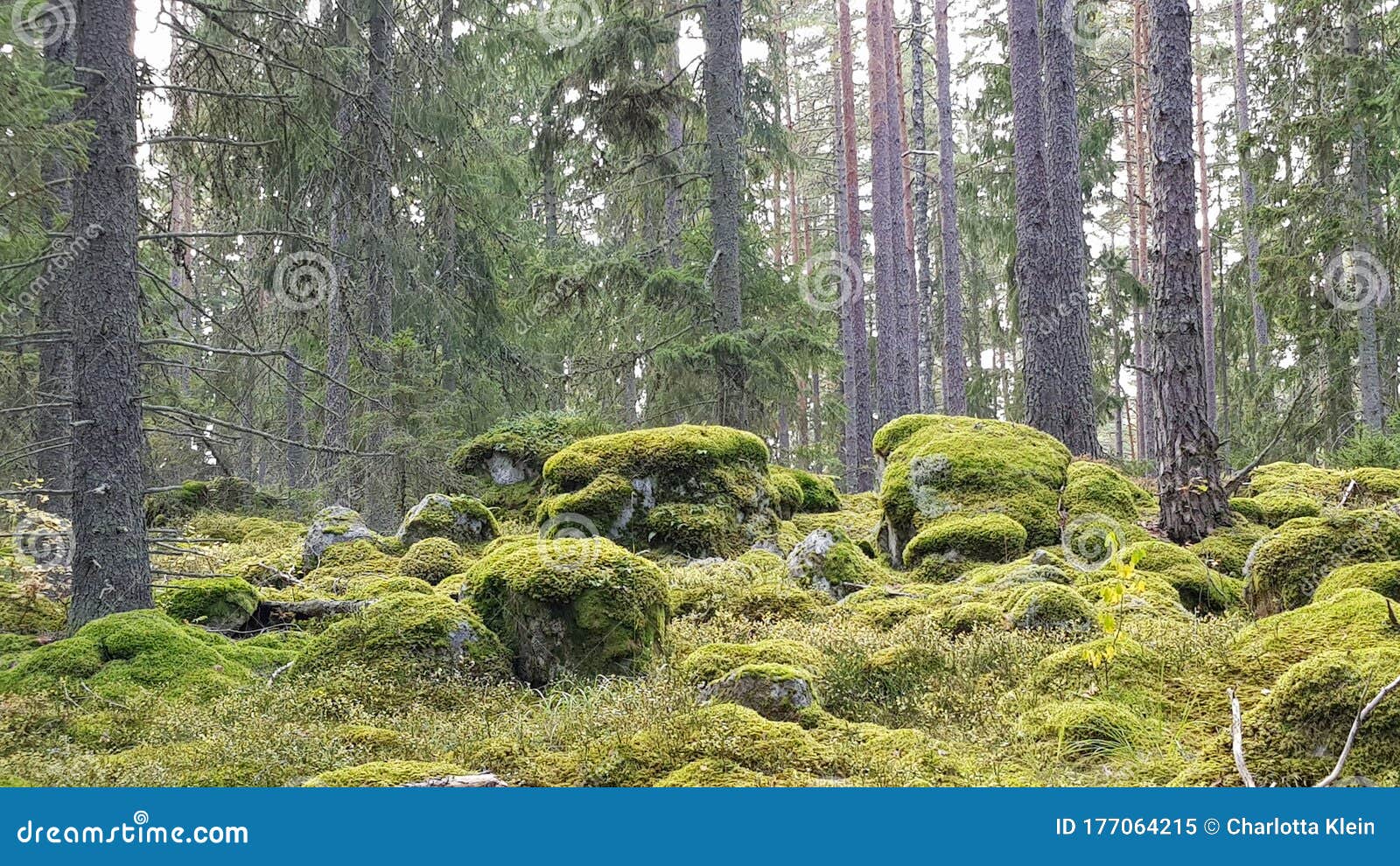 Forrest stock image. Image of stones, trees, green, nature - 177064215