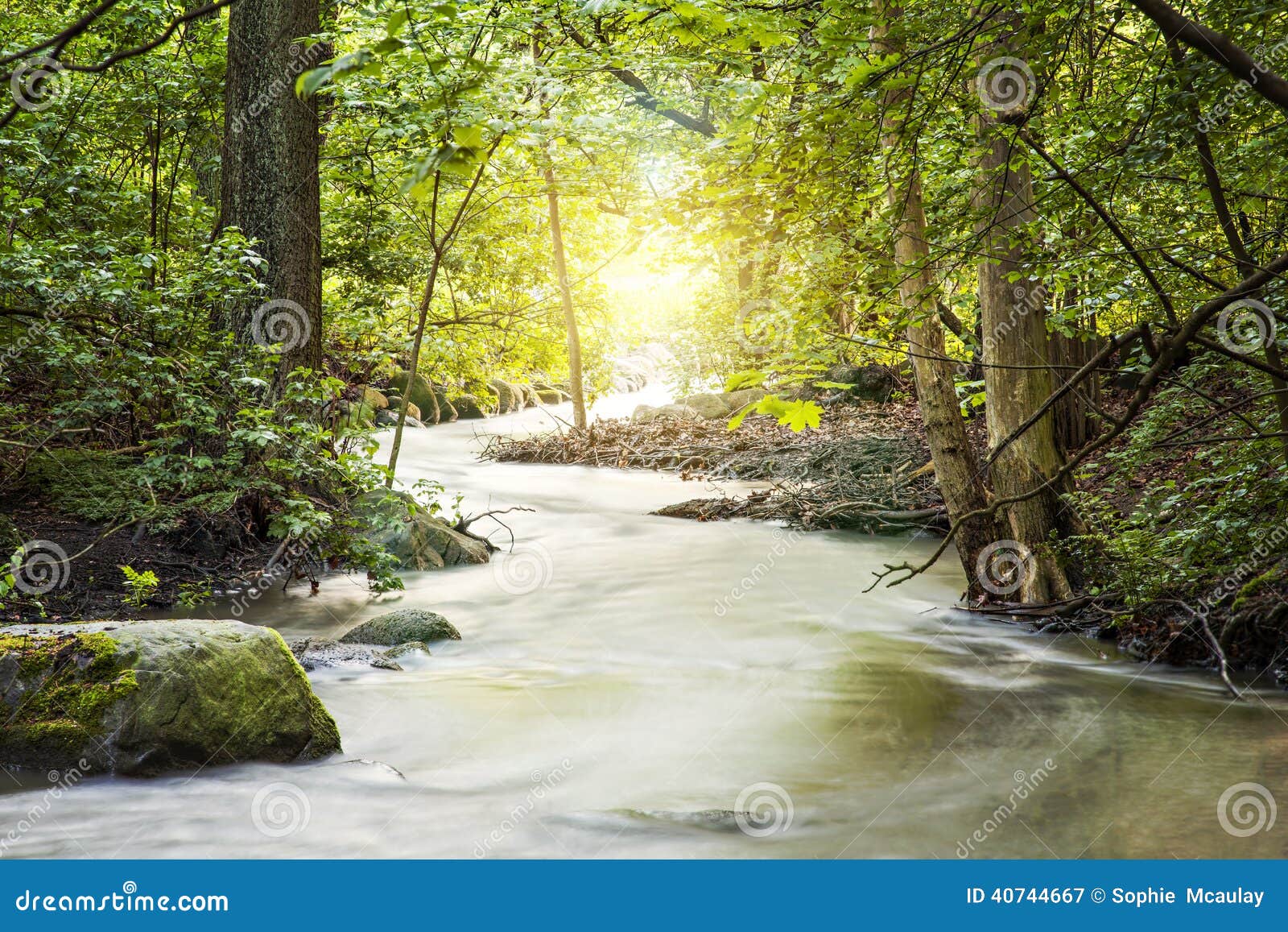 Forrest stream stock image. Image of rural, color, helsingborg - 40744667