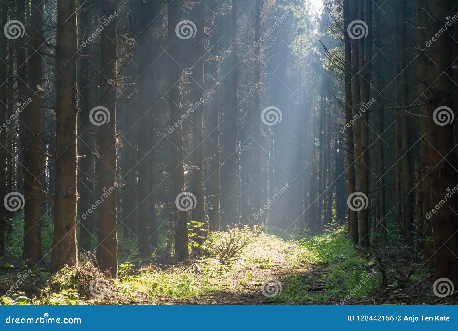 Forrest and Sun stock photo. Image of light, beauty - 128442156