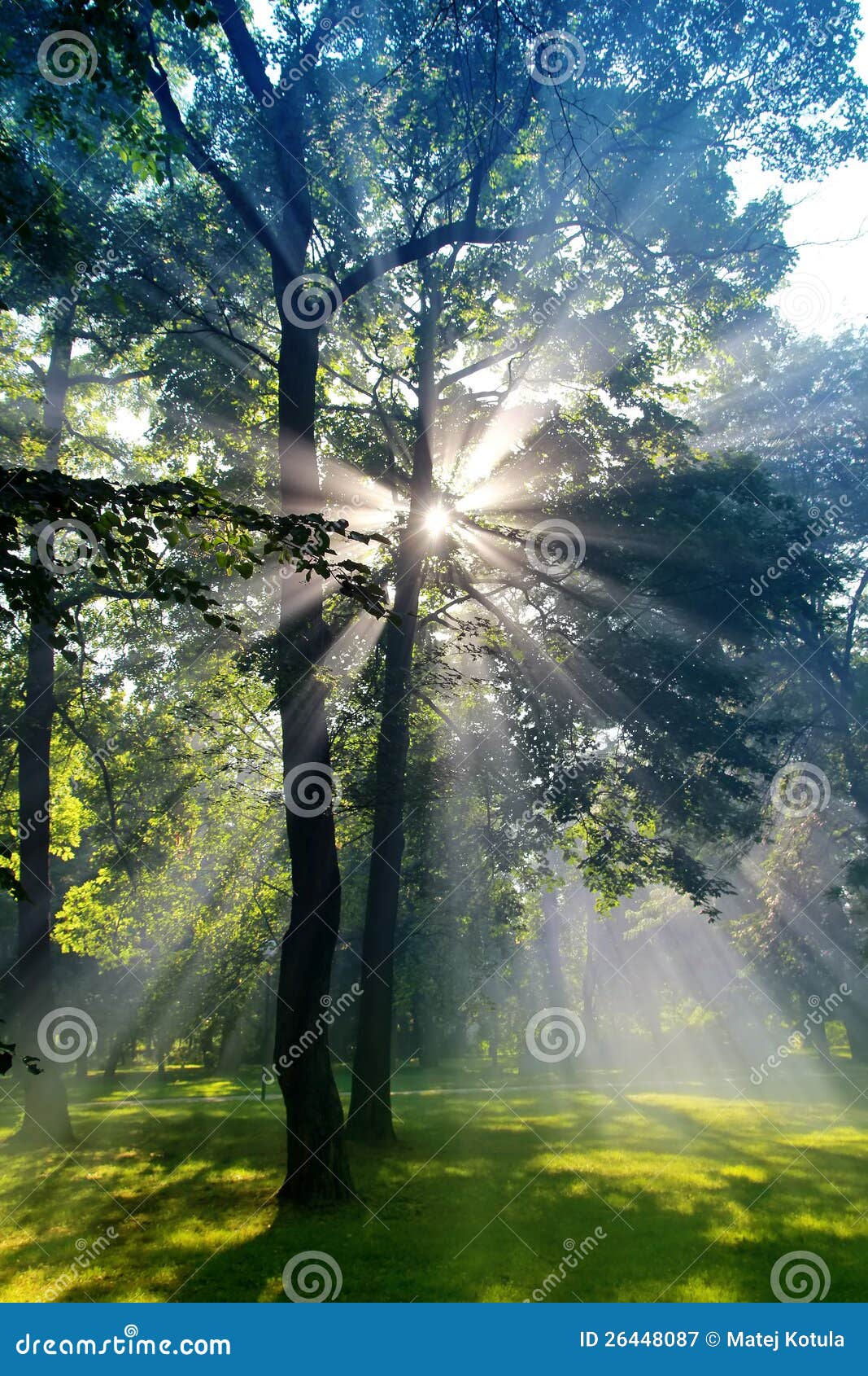 Forrest sun lights stock image. Image of colours, country - 26448087