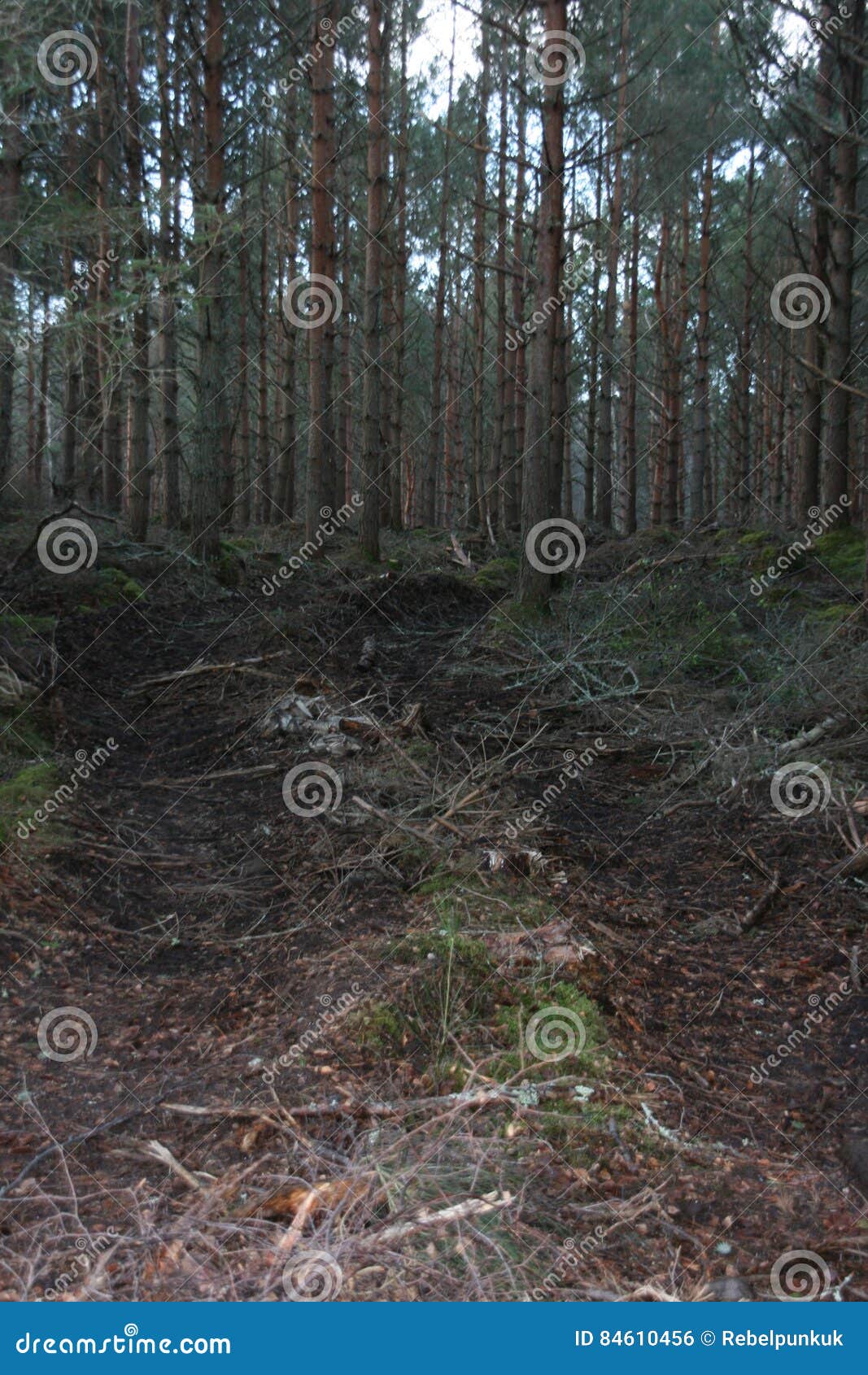In the forrest stock photo. Image of forrest, floor, messy - 84610456