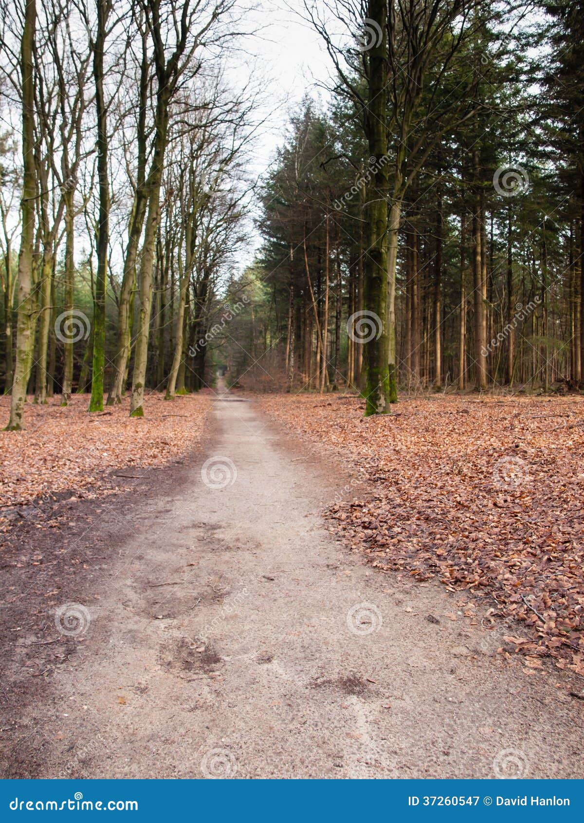Forrest track stock image. Image of outside, deciduous - 37260547