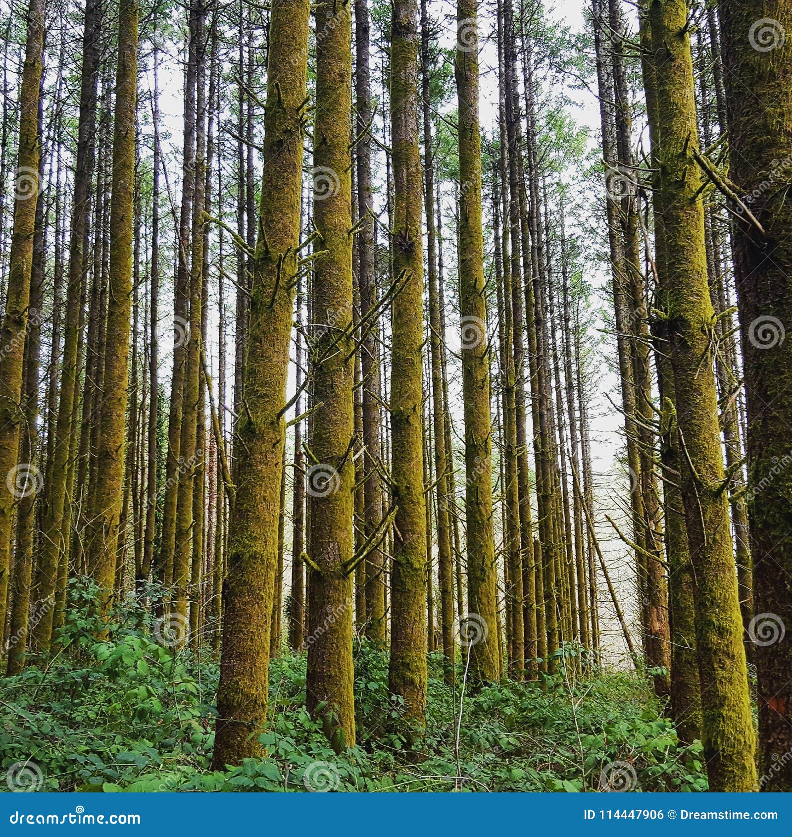 Forrest stock photo. Image of oregon, hike, trees, nature - 114447906