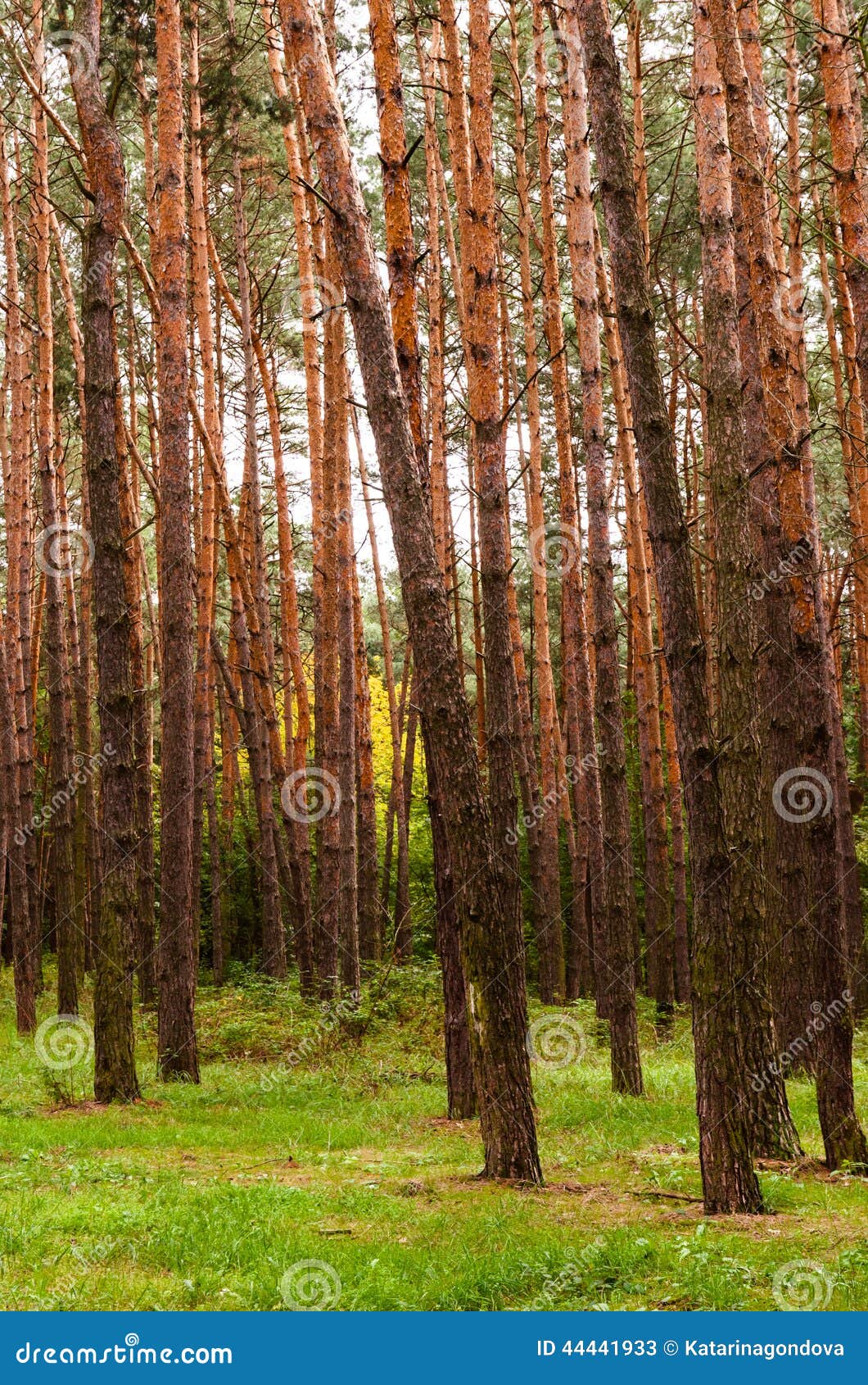 Forrest stock image. Image of nature, regular, outside - 44441933