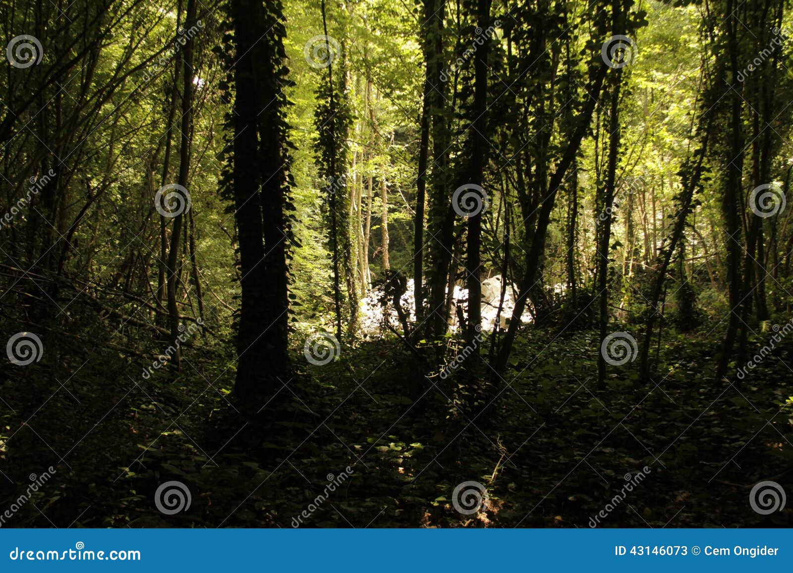 Forrest trees shadows stock image. Image of curiosity - 43146073